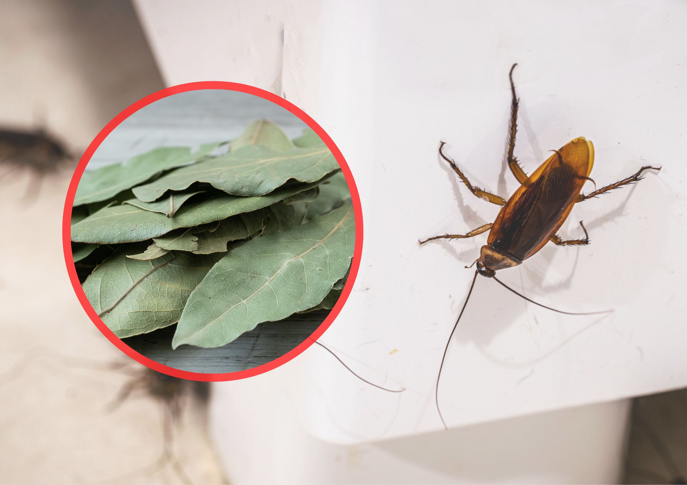 Prusaki – co to jest i jak się ich pozbyć? Gdzie gniazdują prusaki ...