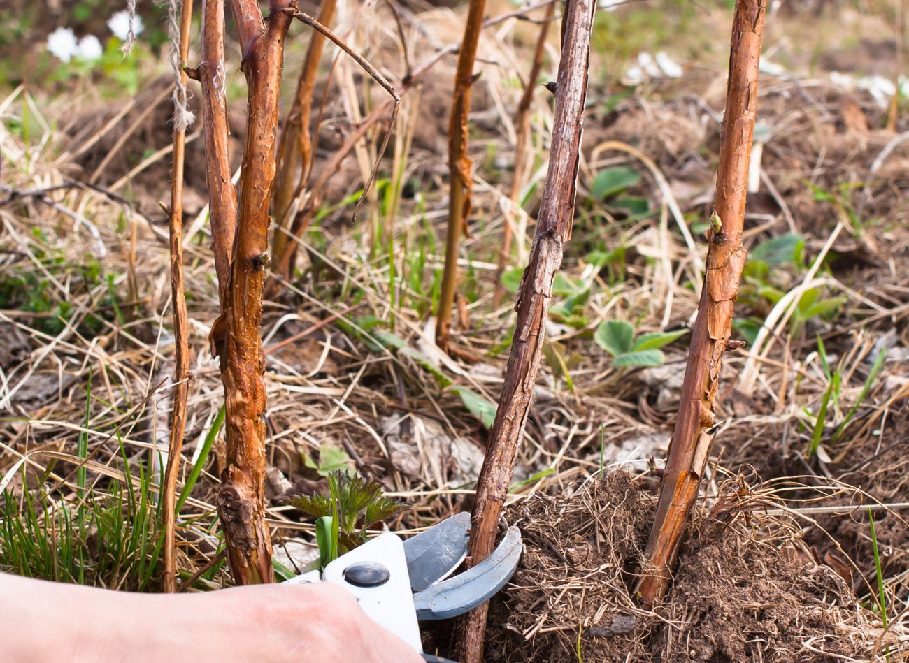 Kiedy przycinać maliny? Co zrobić, żeby dobrze owocowały? - Deccoria.pl