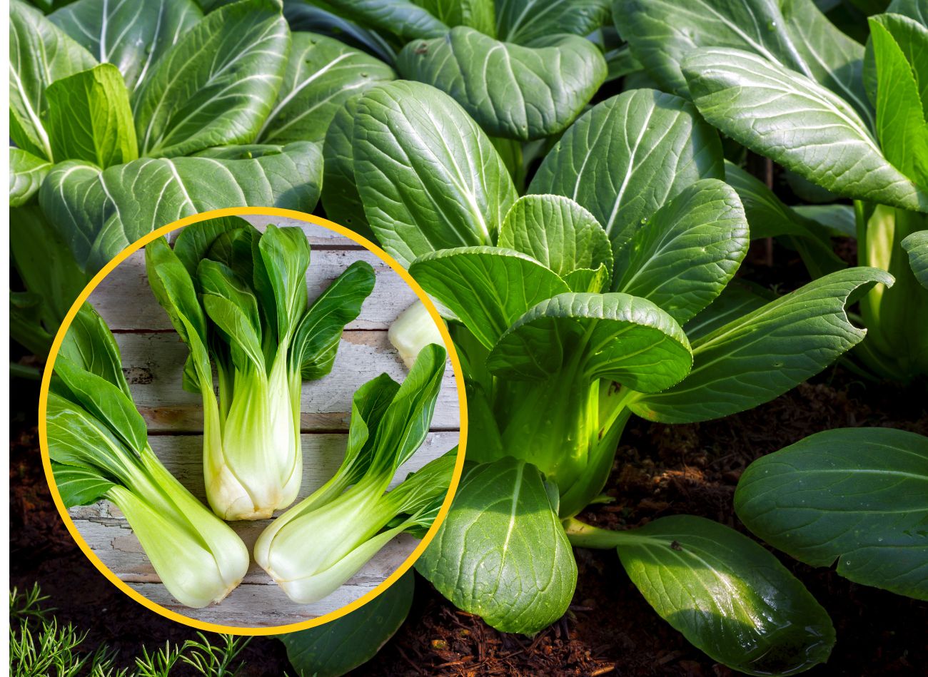 Kapusta pak choi - jak uprawiać. Czy kapusta pak choy jest zdrowa ...