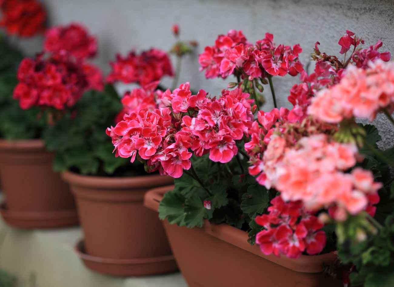 Jak dobrze przezimować pelargonię? Najlepsze sposoby - Deccoria.pl