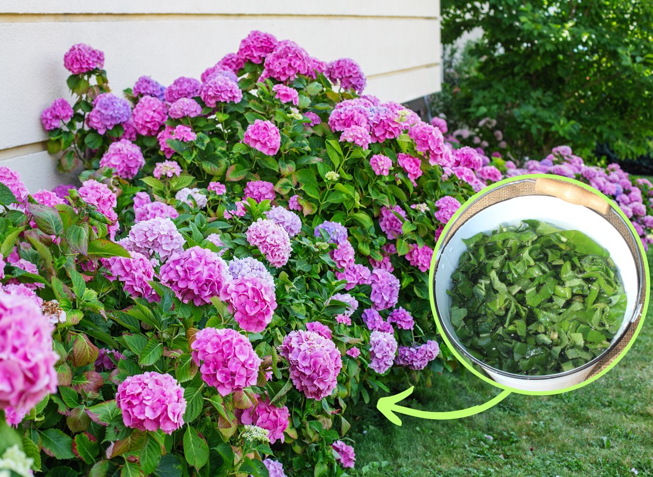 Nawożenie hortensji — jak, kiedy, czym, naturalne metody, zalety, na wiosnę - Deccoria.pl