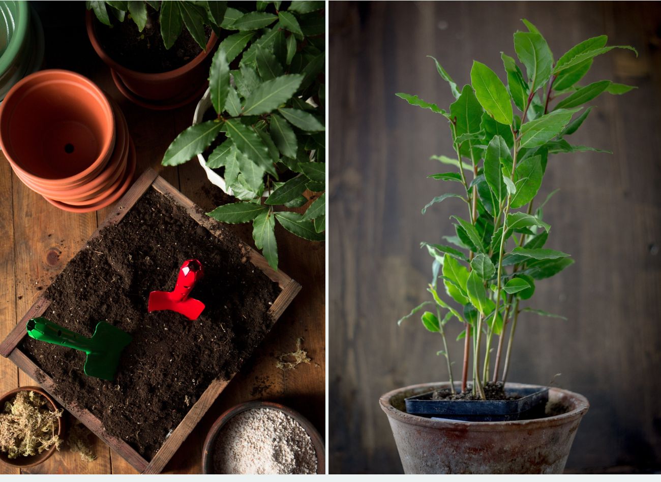 Uprawa drzewka laurowego w domu. Będziesz mieć liście, które działają ...