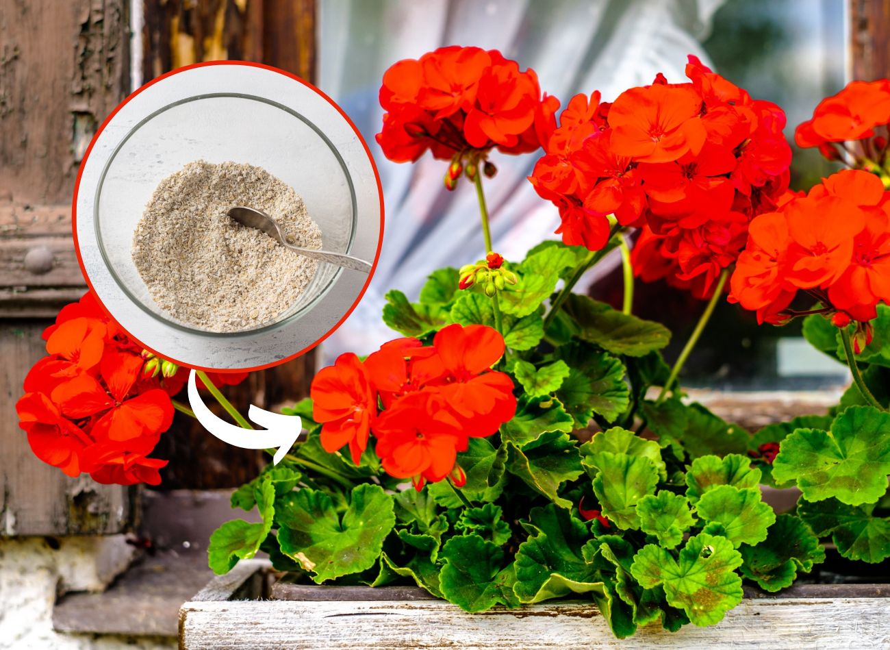 Jak przedłużyć kwitnienie pelargonii? Najlepsza mieszanka na kwitnienie, kwiaty wręcz wybuchają ...