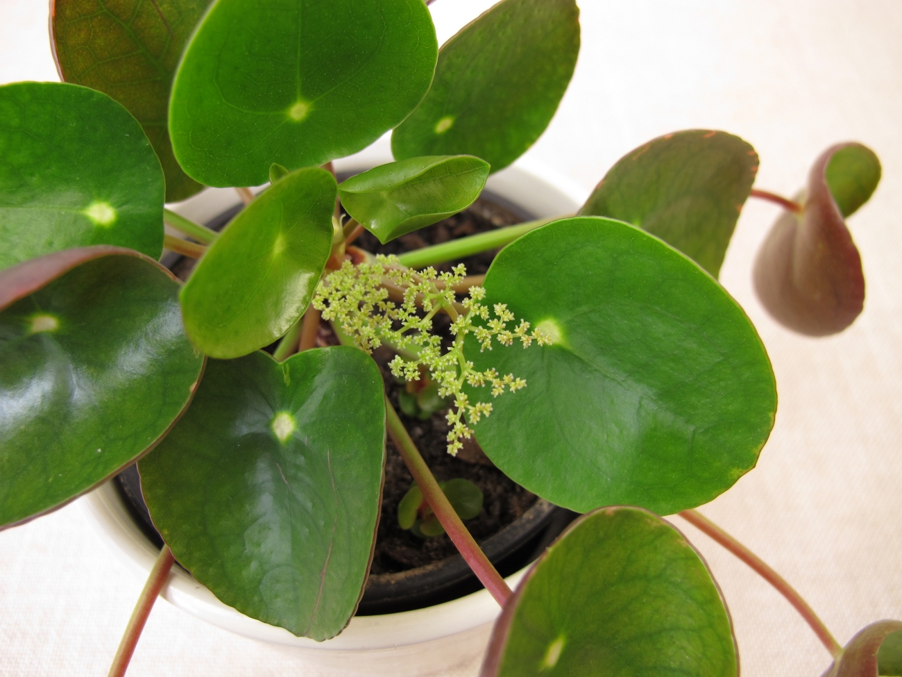 Pilea (Pilea) – uprawa, pielęgnacja, stanowisko, podlewanie - Deccoria.pl