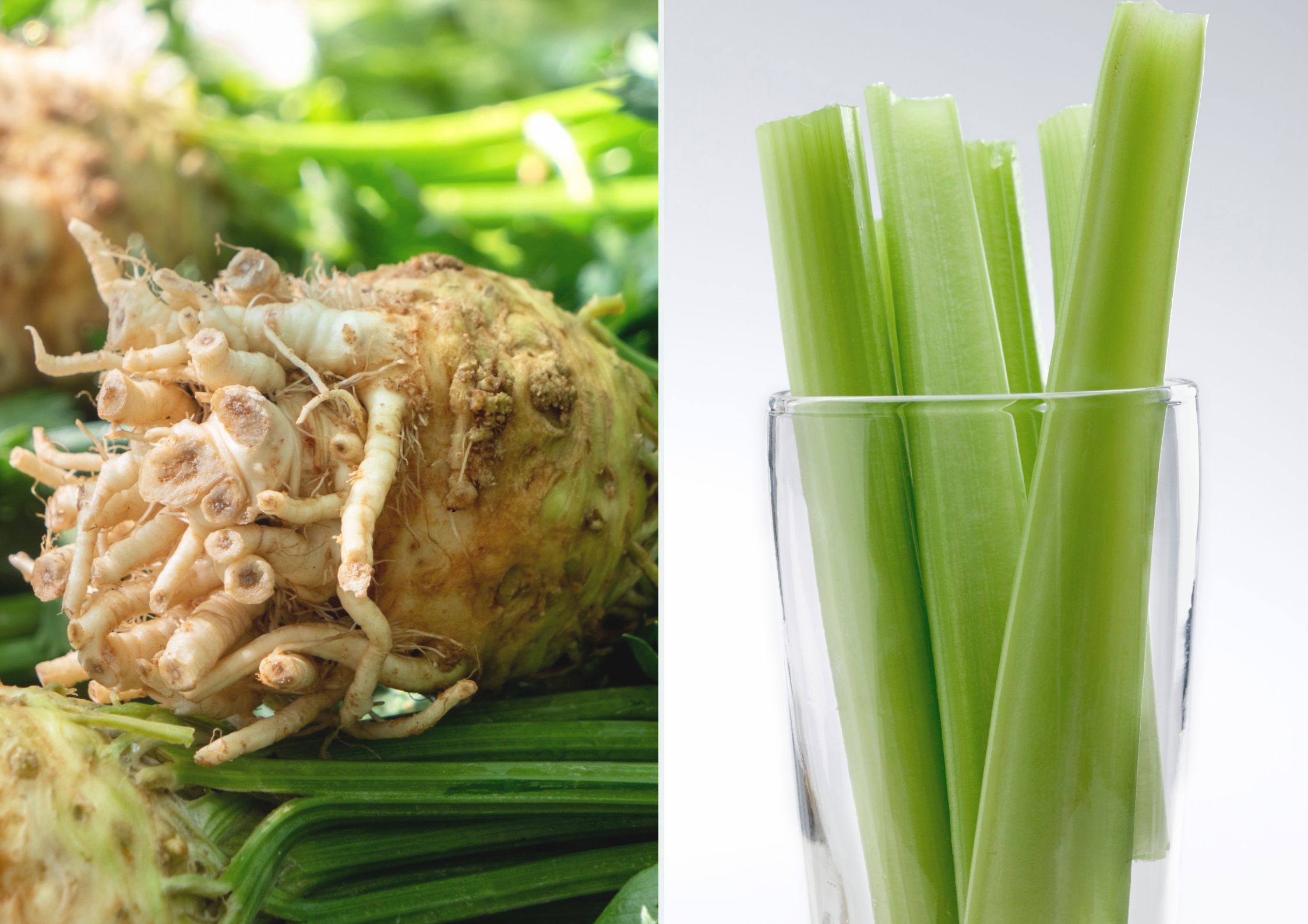 Seler naciowy i korzeniowy. Uprawa i właściwości - Deccoria.pl