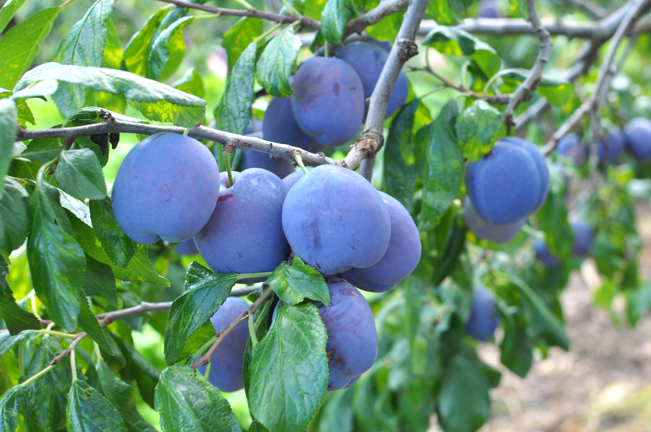 Posadź wokół drzew owocowych. Chroni przed wysychaniem gleby i działa ...