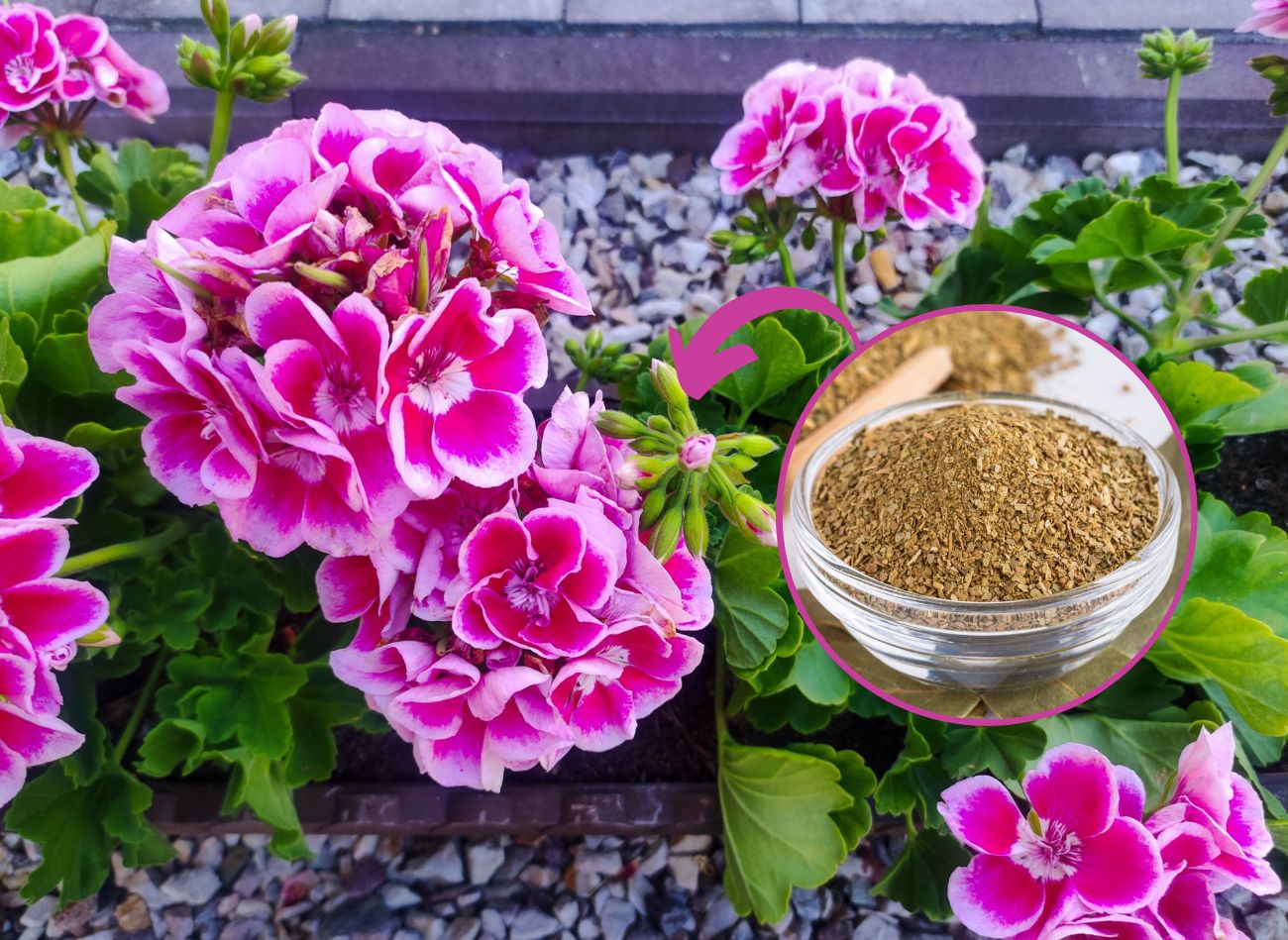 Czym dokarmiać pelargonie? Nawóz na bazie popularnej przyprawy przebija wszystkie inne - Deccoria.pl