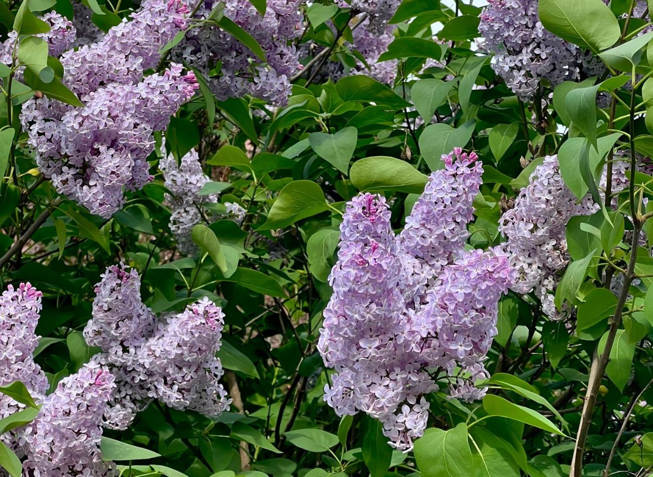Jak rozmnożyć bez? Ukorzenianie i pielęgnacja sadzonek bzu - Deccoria.pl