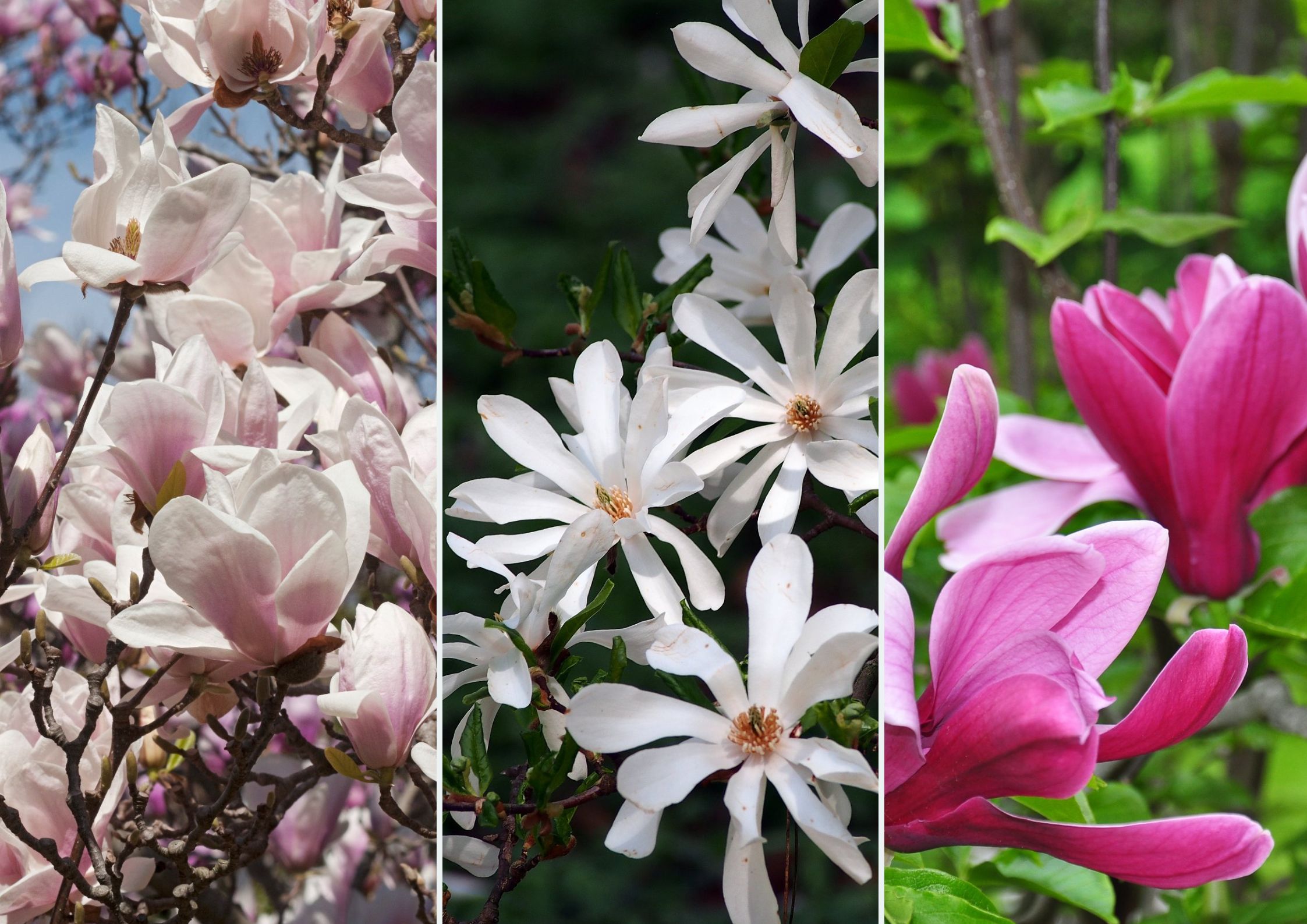 Kiedy najlepiej sadzić magnolie? Oto najciekawsze i oryginalne odmiany ...