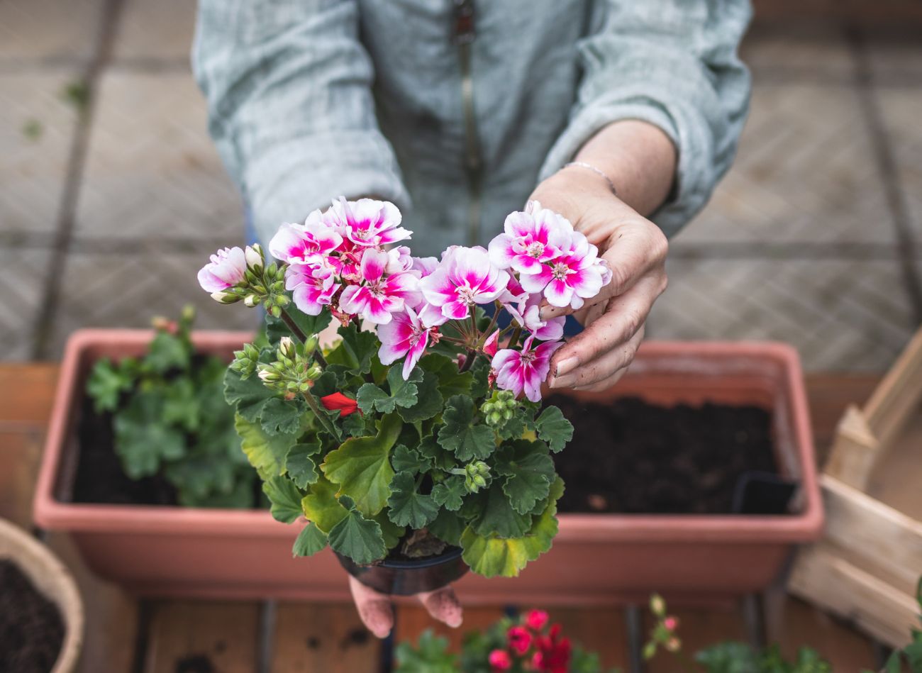 Nawóz ze skórek banana do pelargonii. Pomoże w szybkim kwitnieniu - Deccoria.pl