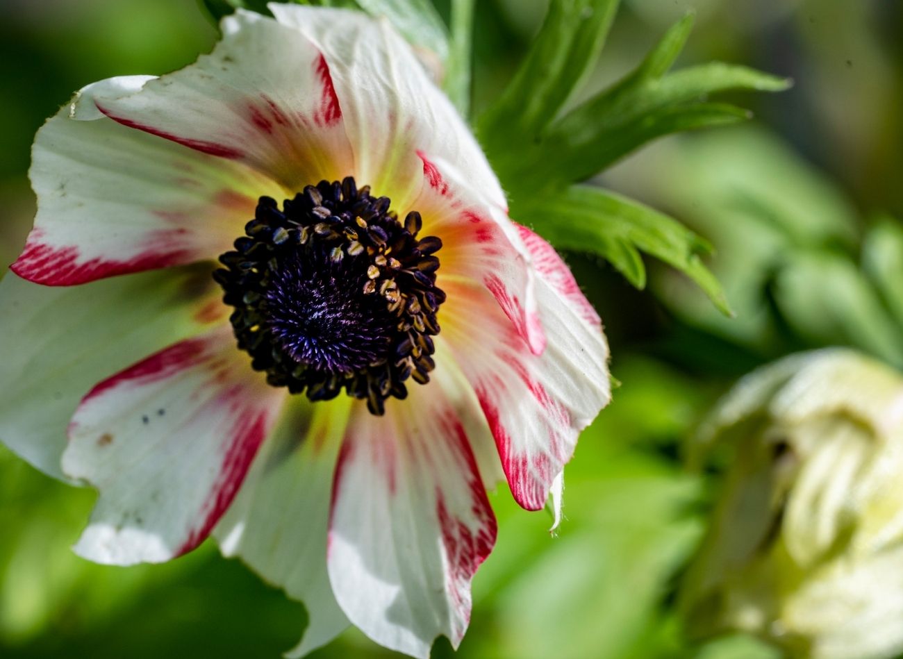 Jak pędzić anemony? Najlepiej zacznij już teraz - Deccoria.pl