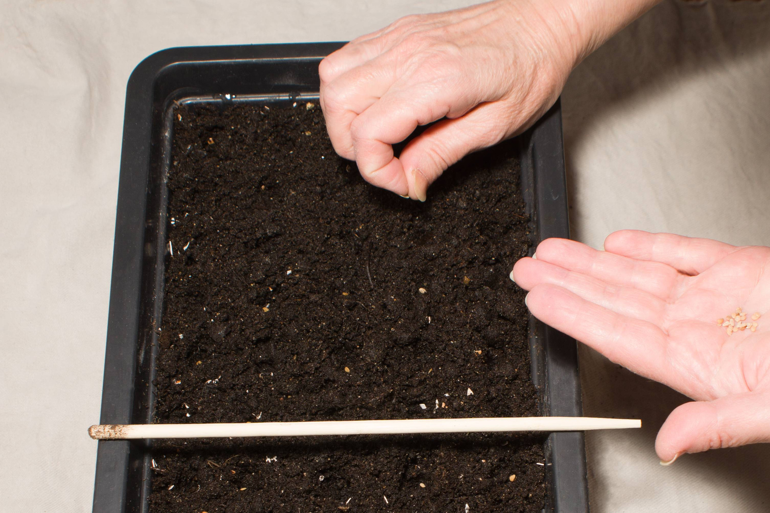 Zaprawianie nasion i cebul – na czym polega i jak to zrobić? - Deccoria.pl