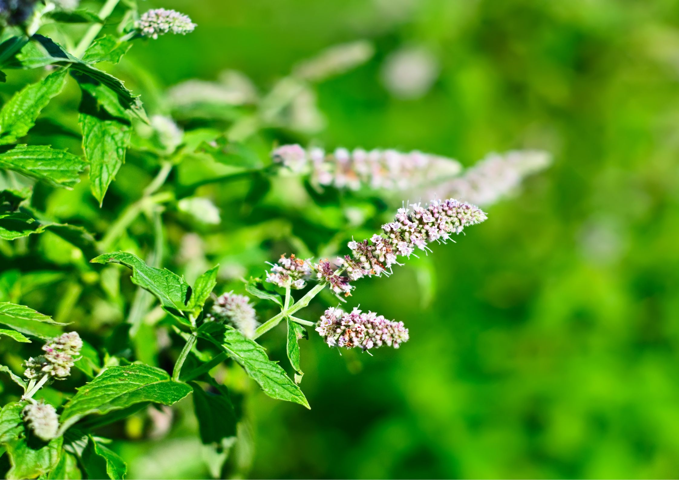 Jak uprawiać miętę polną? – uprawa, pielęgnacja, stanowisko, podlewanie ...