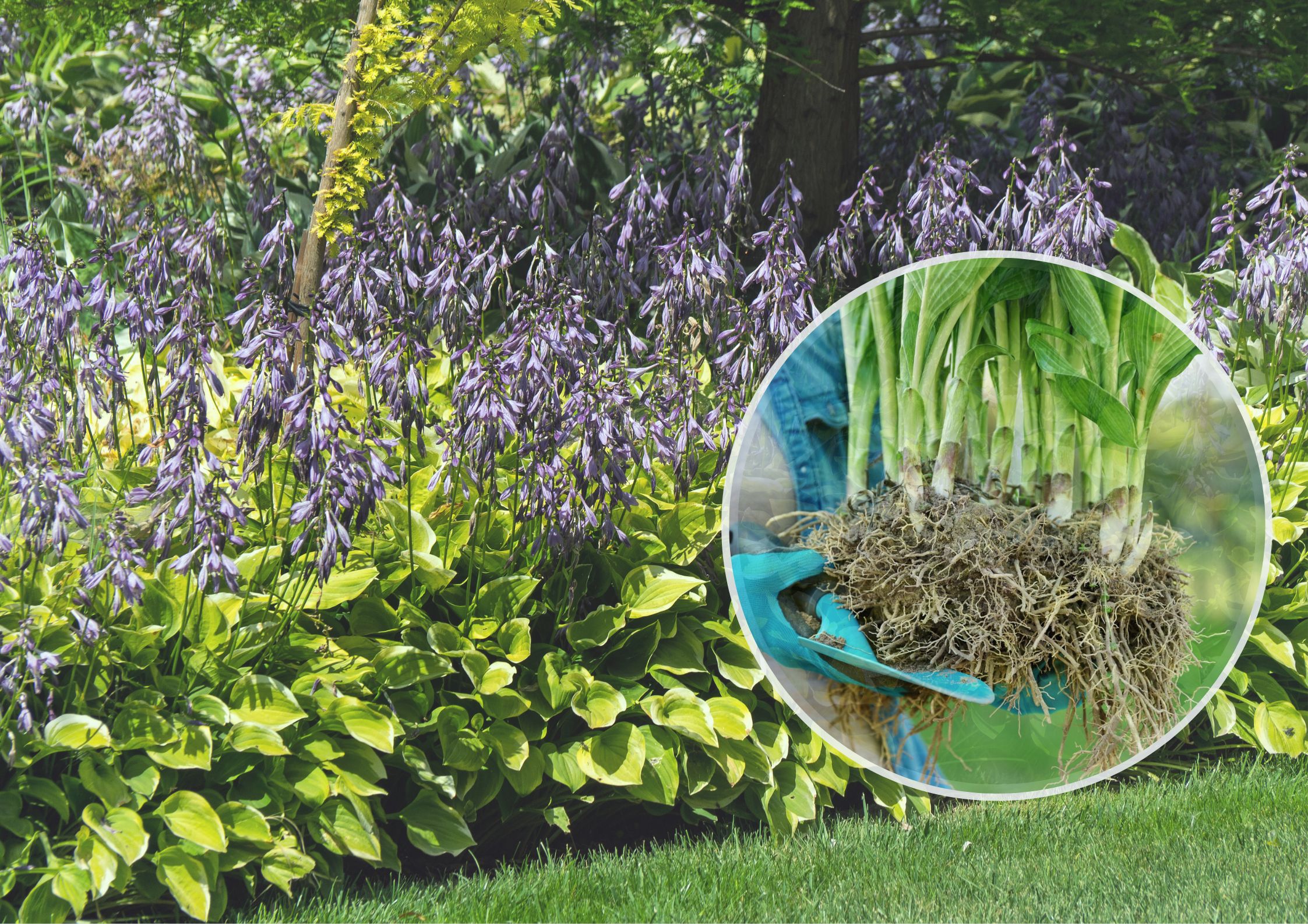 Jak i kiedy sadzić hosty? Sprawdź, jak uprawiać funkie - Deccoria.pl