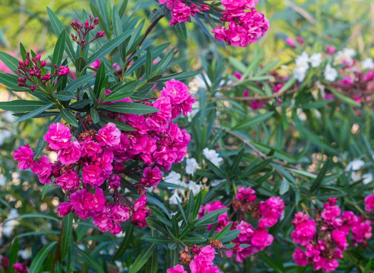 Nawożenie oleandra - terminy i częstotliwość - Deccoria.pl