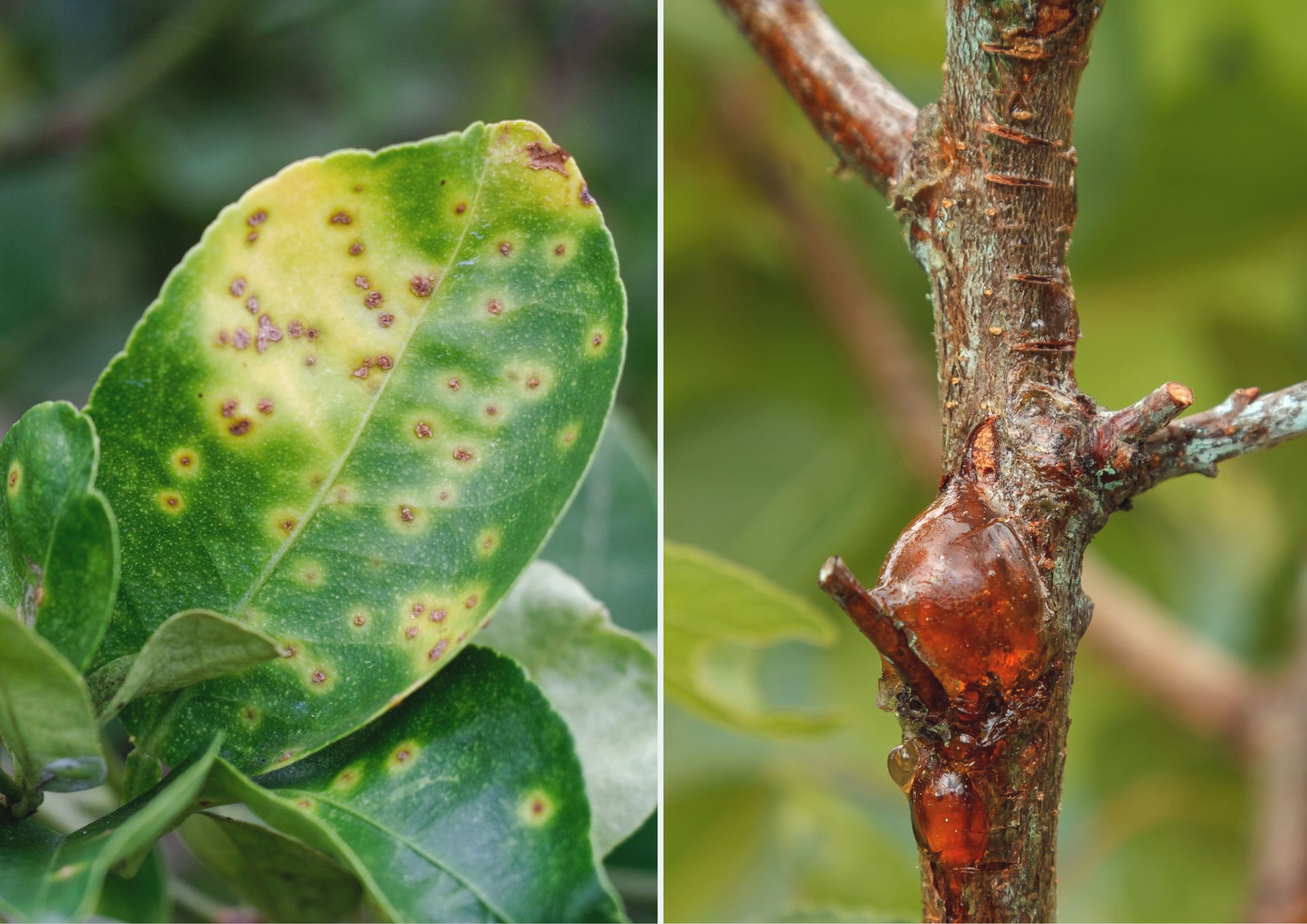 Choroby drzew owocowych. Jak je zwalczać? - Deccoria.pl