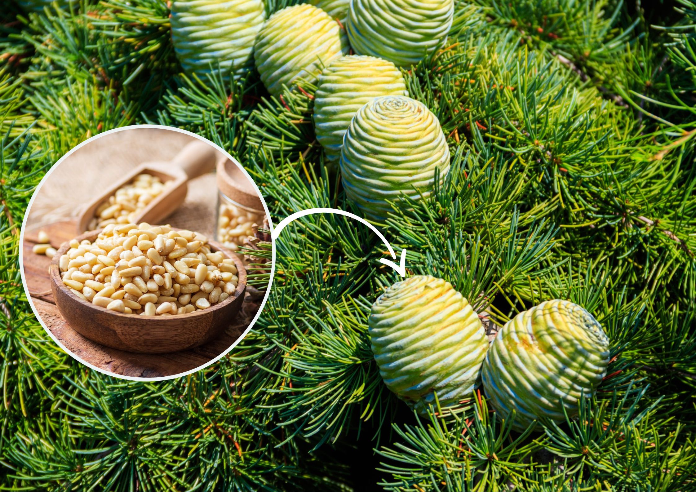 Jak wyhodować cedr z orzecha? To łatwe zadanie - Deccoria.pl