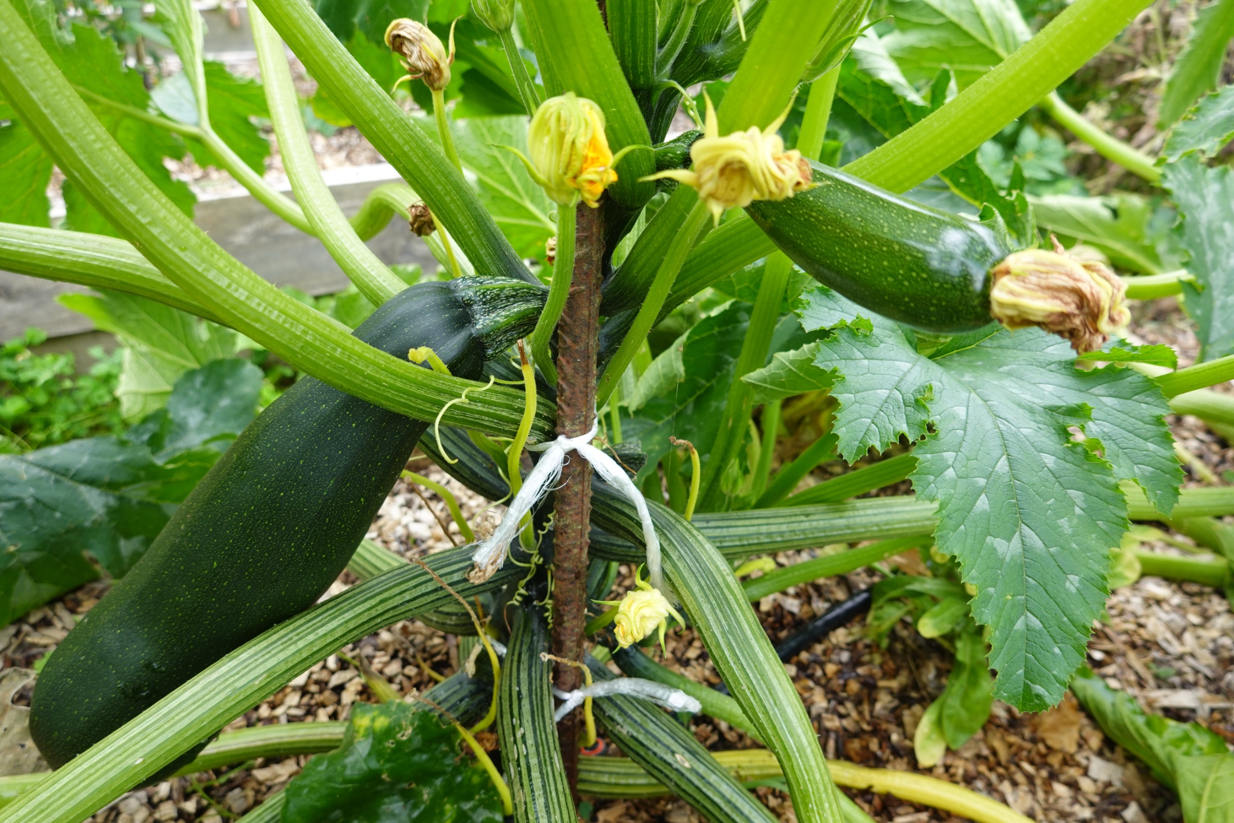 Uprawa cukinii w pionie. Jak to dobrze robić - zasady i zalety uprawy w ...