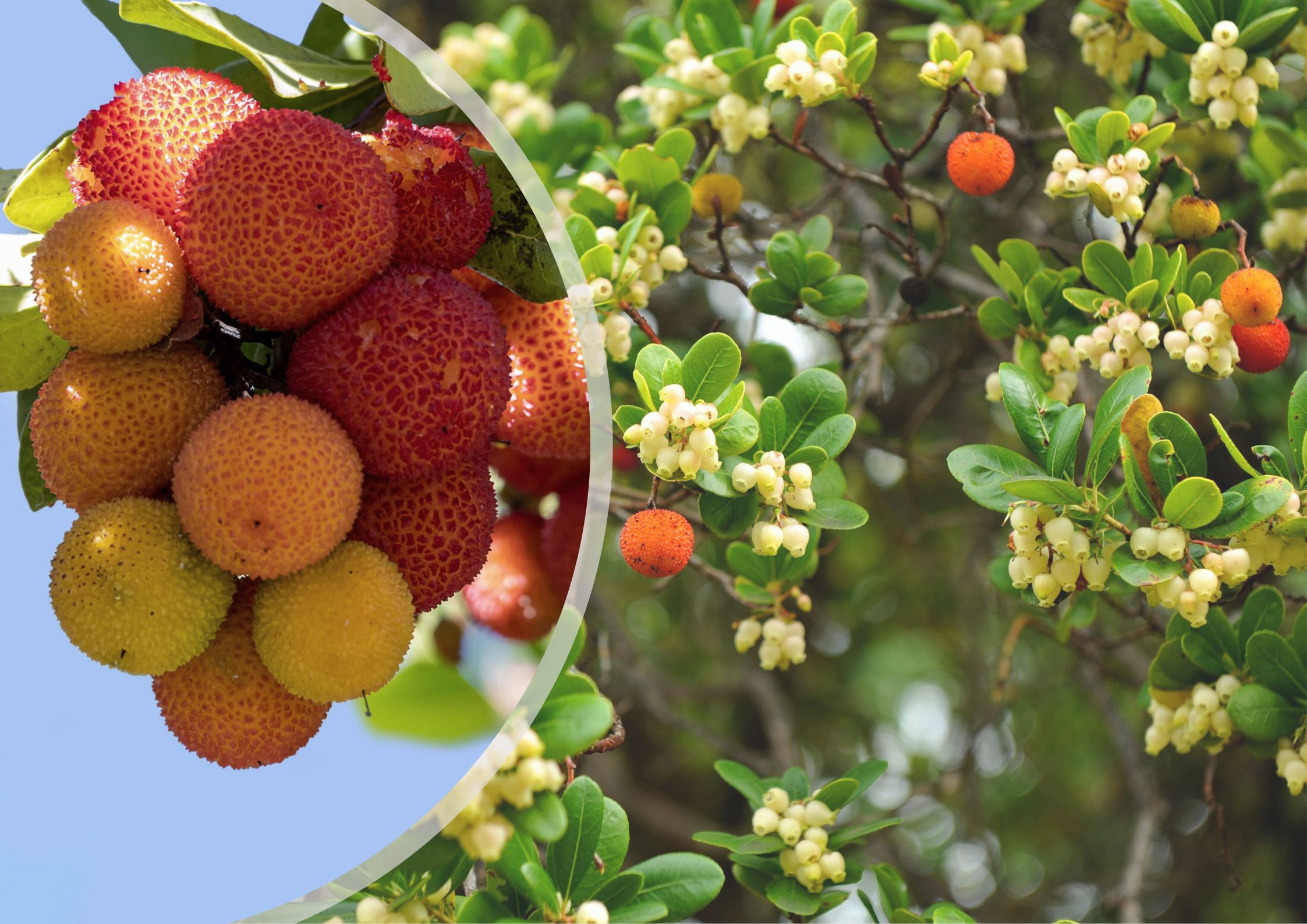 Chruścina jagodna (drzewo truskawkowe) - uprawa i pielęgnacja – uprawa ...