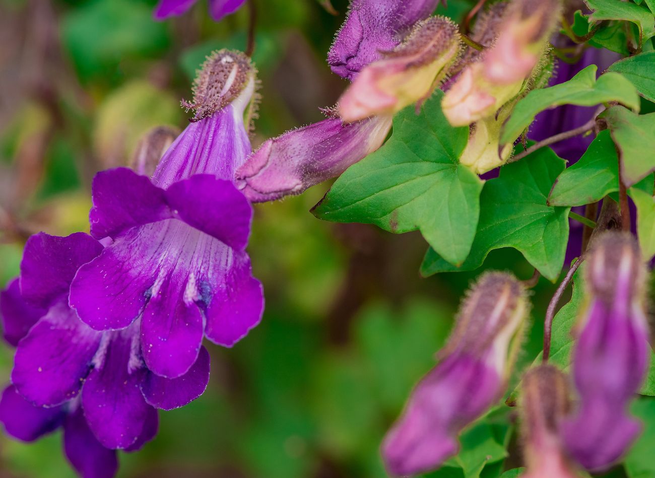 Azarina pnąca - uprawa i zastosowanie w ogrodzie - Deccoria.pl