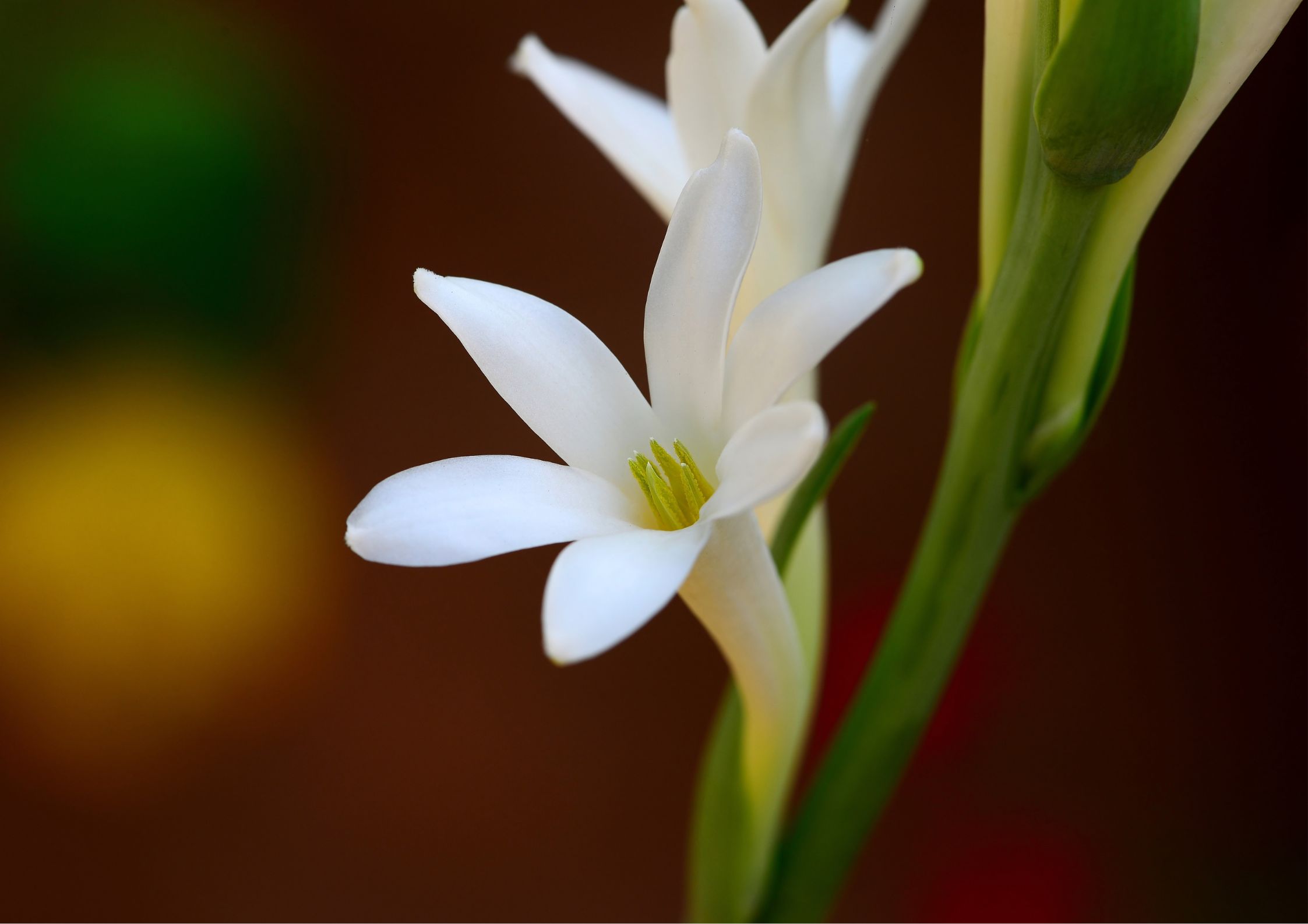 Do czego wykorzystywana jest tuberoza bulwiasta? – uprawa, pielęgnacja ...