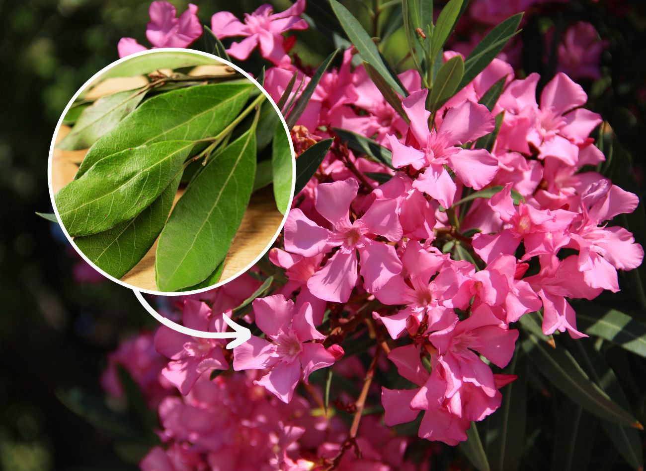 Kwitnie od wiosny do jesieni. Jak przedłużyć kwitnienie oleandra ...