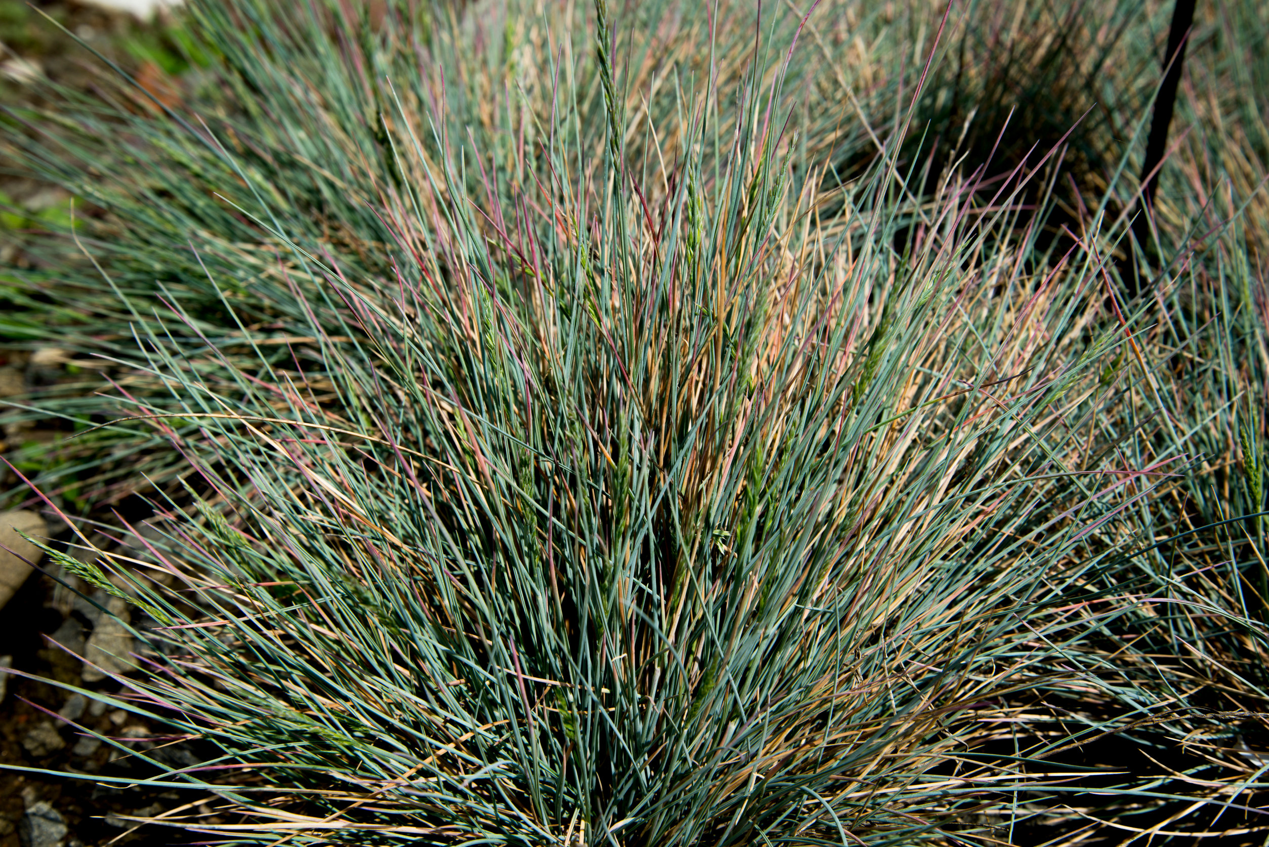 Kostrzewa nitkowata (Festuca filiformis) – uprawa, pielęgnacja ...
