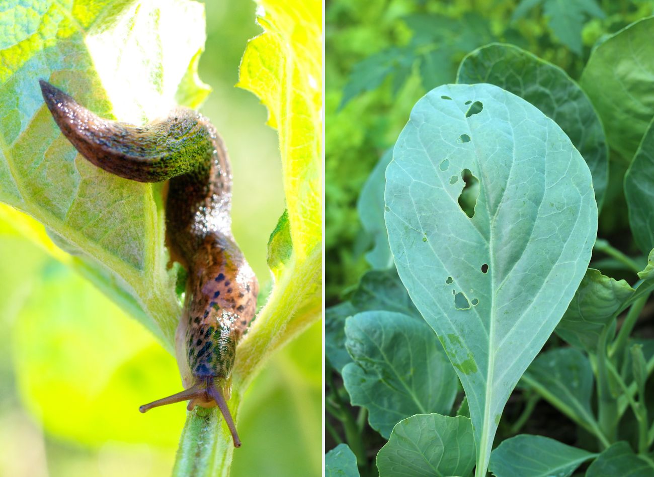Pomrów wielki – ten ślimak zwiastuje kłopoty w ogrodzie. Jak się pozbyć ...
