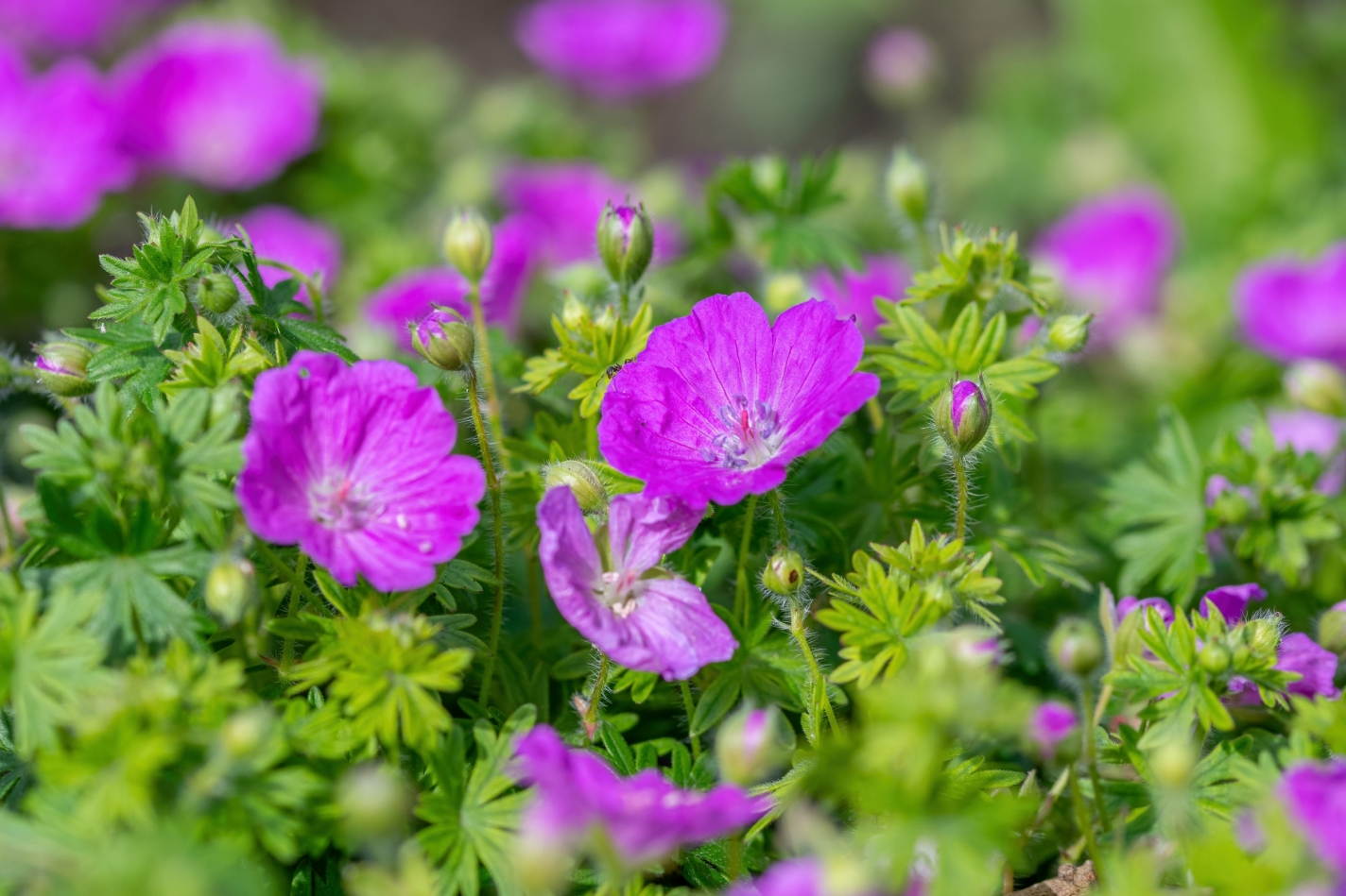Bodziszek czerwony (Geranium sanguineum) – uprawa, pielęgnacja ...