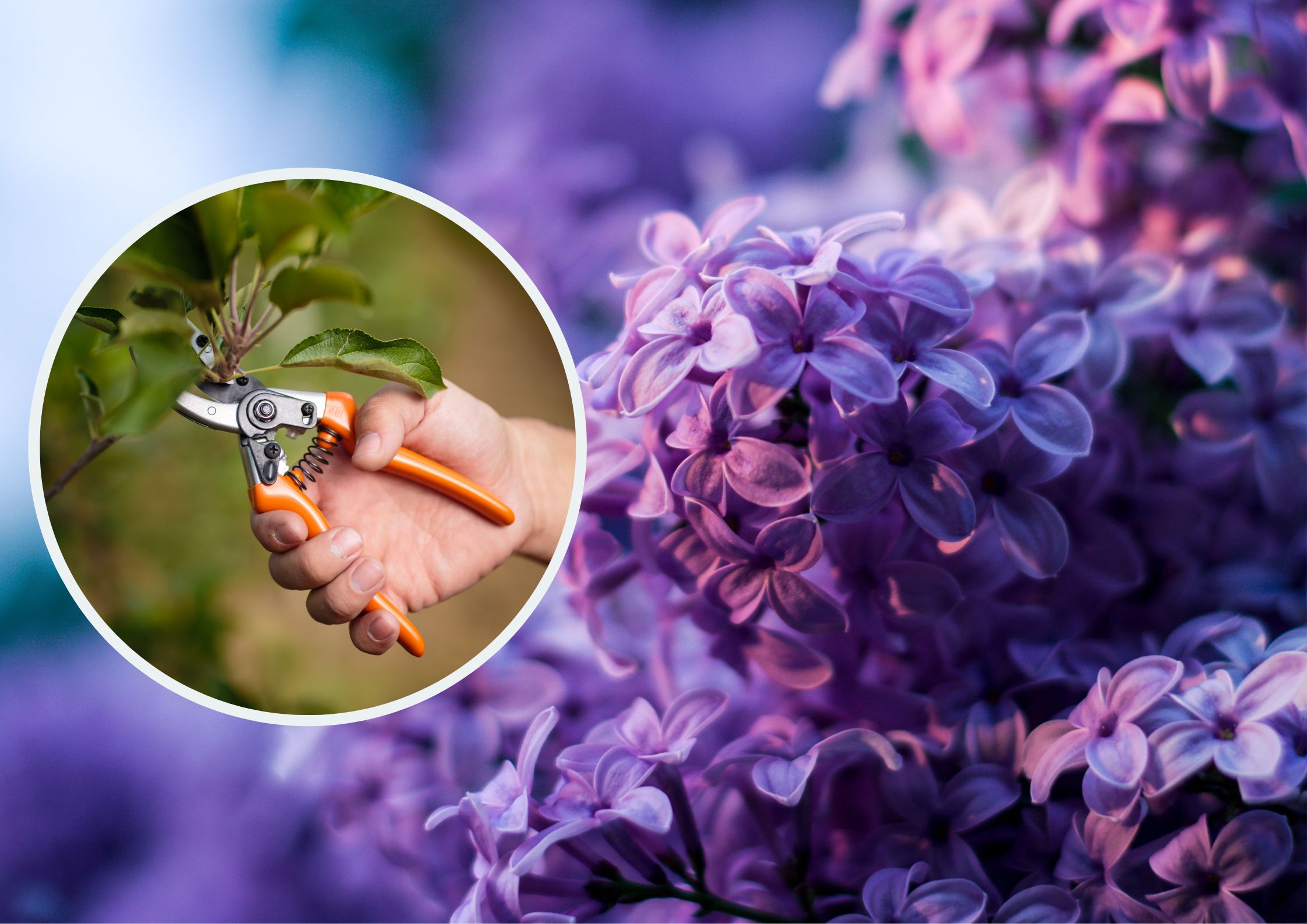 Jakie są najpiękniejsze odmiany bzu lilaka? - Deccoria.pl