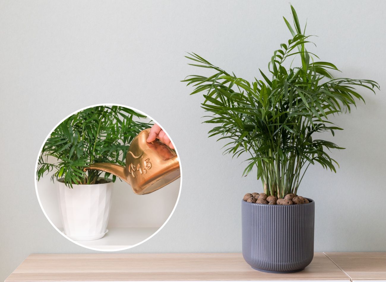 Jak dbać o palmę koralową? Co zrobić, żeby końcówki palmy nie usychały ...