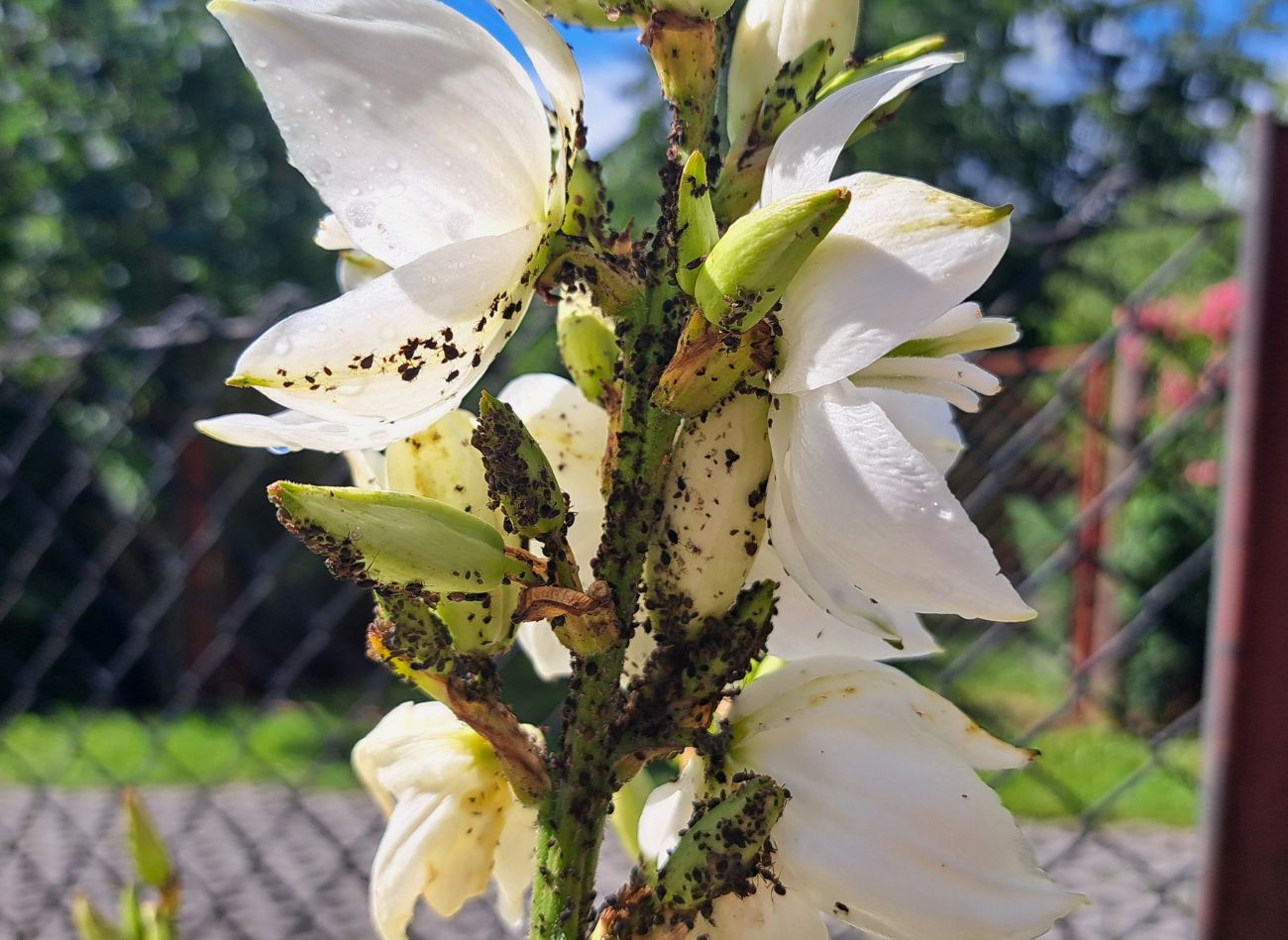 Jak pozbyć się mszyc z juki? Ten sposób jest najskuteczniejszy - Deccoria.pl