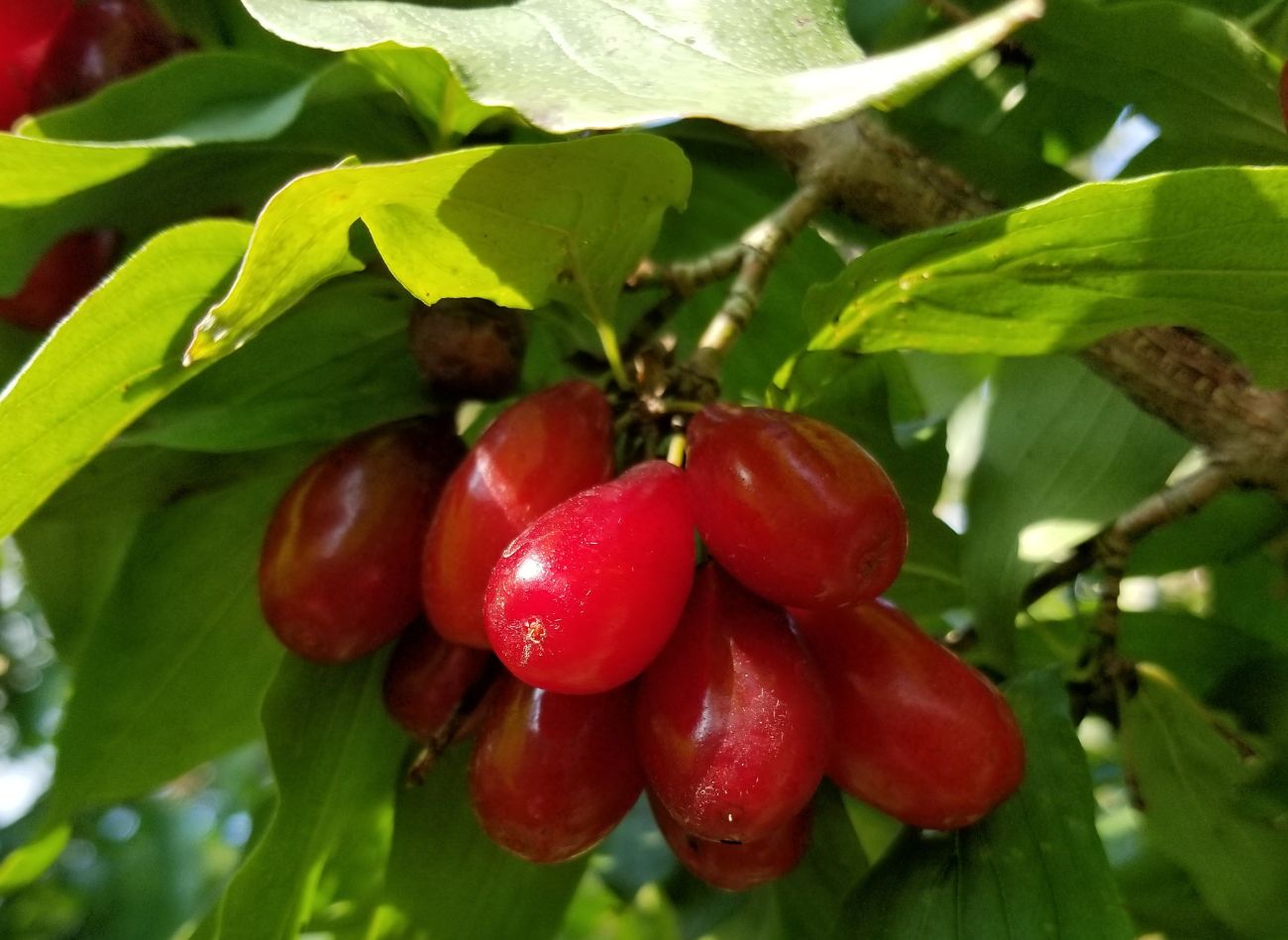 Uprawa derenia jadalnego - najlepsze odmiany i wymagania - Deccoria.pl