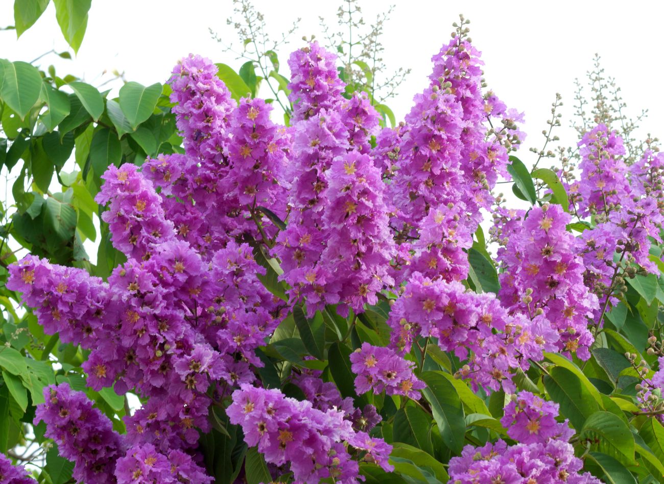 Najpiękniejsze krzewy kwitnące latem. Sadzenie i pielęgnacja - Deccoria.pl