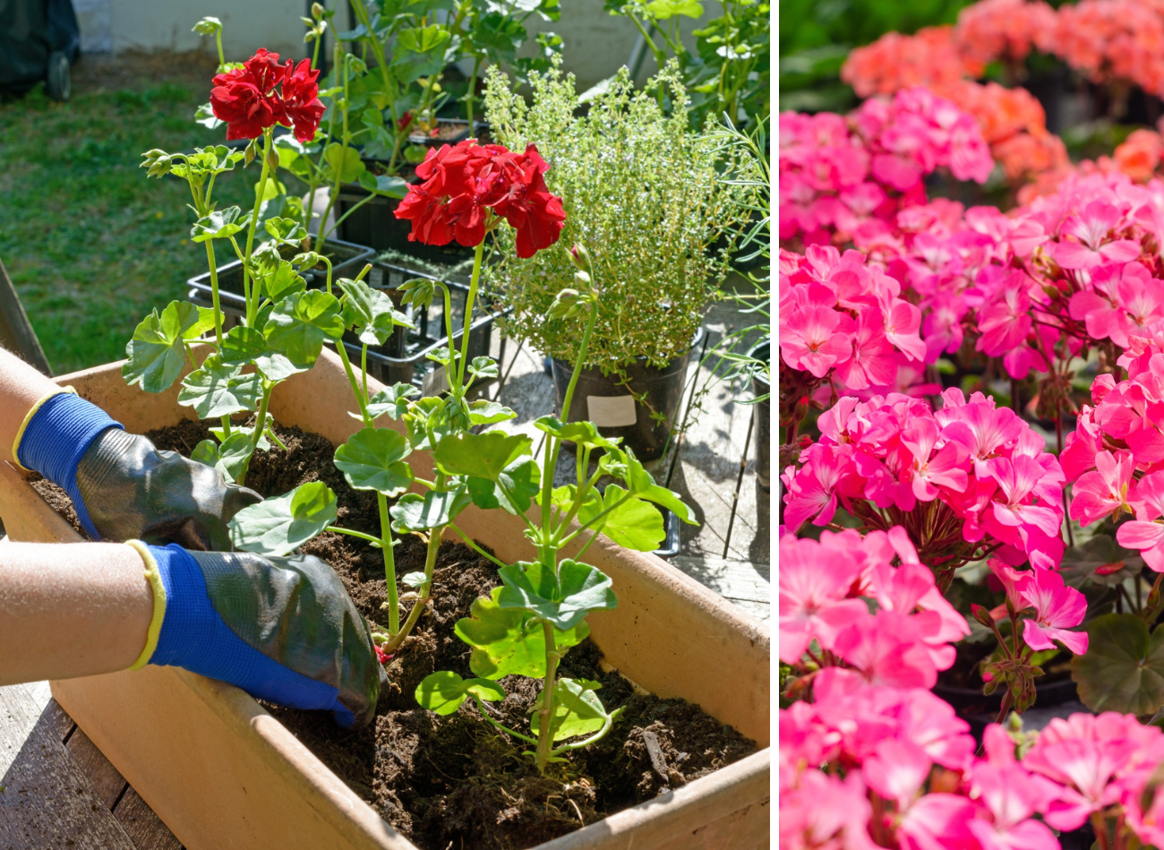 Pelargonie – wybudzanie i przycinanie. Jak przygotować sadzonki pelargonii? - Deccoria.pl