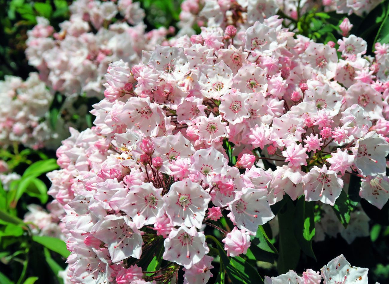 Kalmia szerokolistna (Kalmia latifolia) – uprawa, pielęgnacja ...