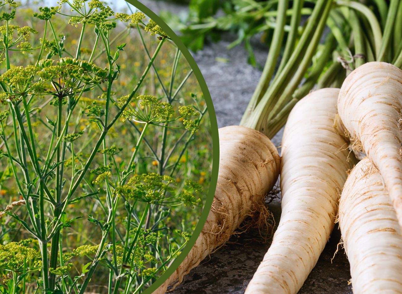 Pasternak zwyczajny (Pastinaca sativa) – uprawa, pielęgnacja ...