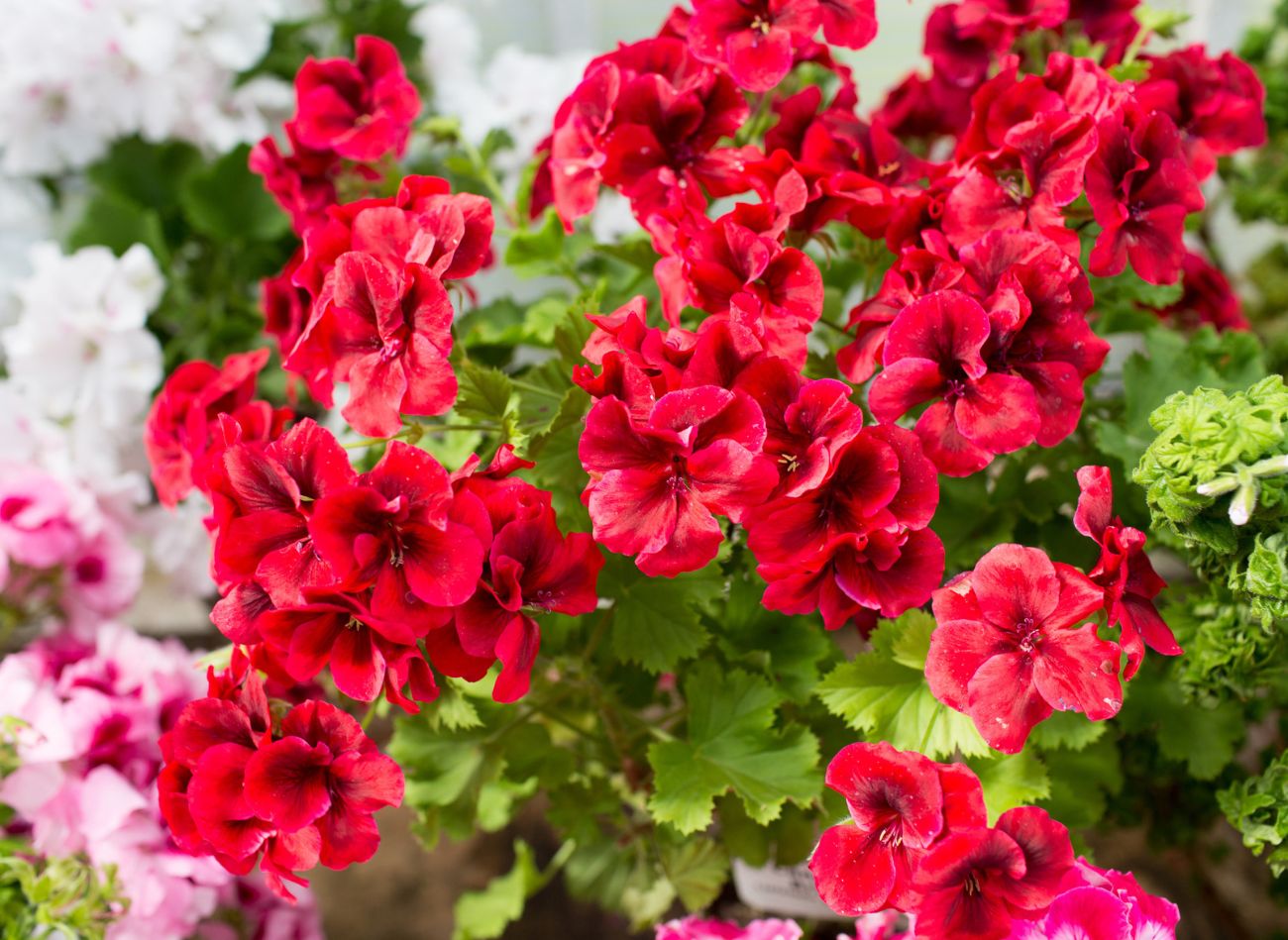 Naturalne nawozy do pelargonii - Deccoria.pl