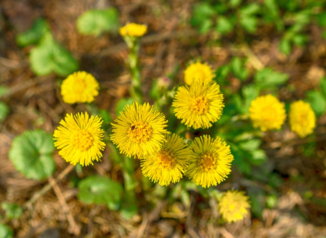 Podbiał pospolity - opis, wymagania, występowanie, uprawa – uprawa ...