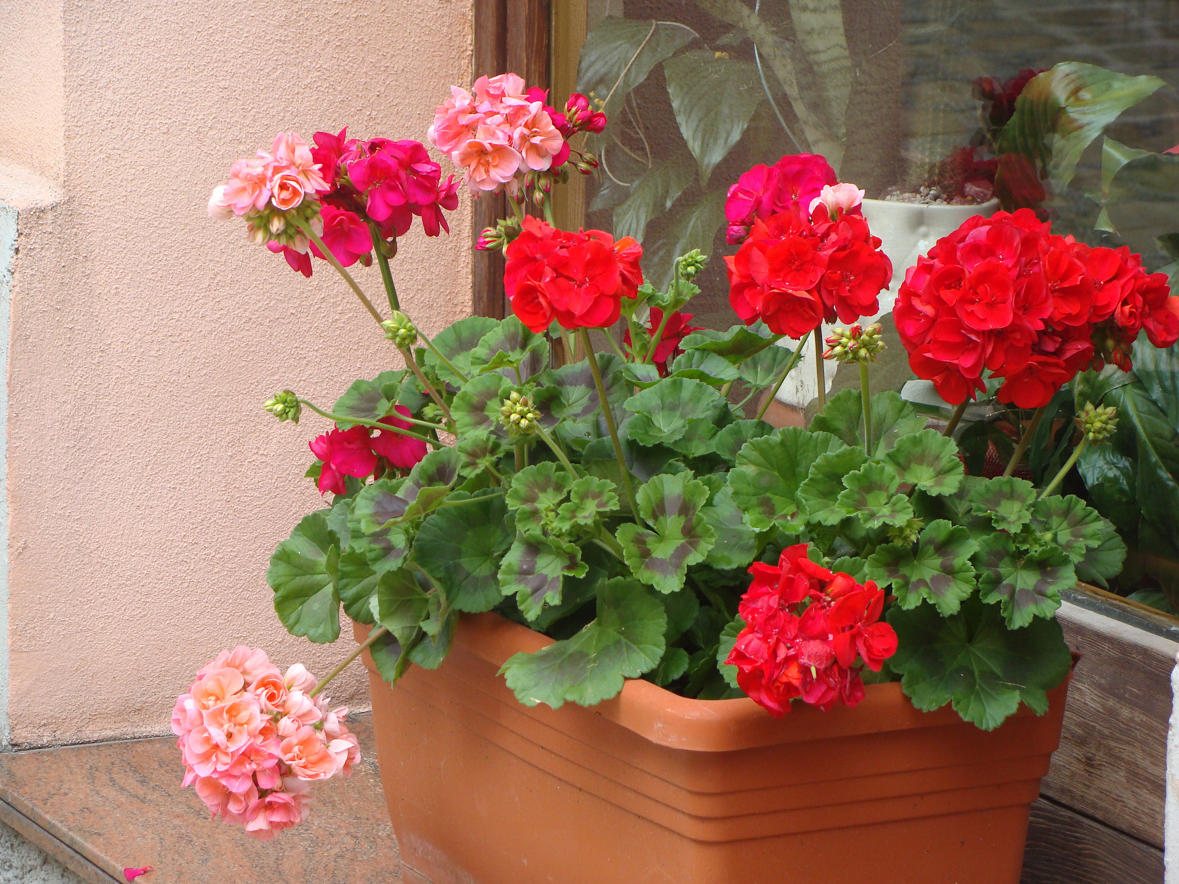 Płynny nawóz do pelargonii. Po takich "witaminach" kwitną bujniej niż zwykle - Deccoria.pl