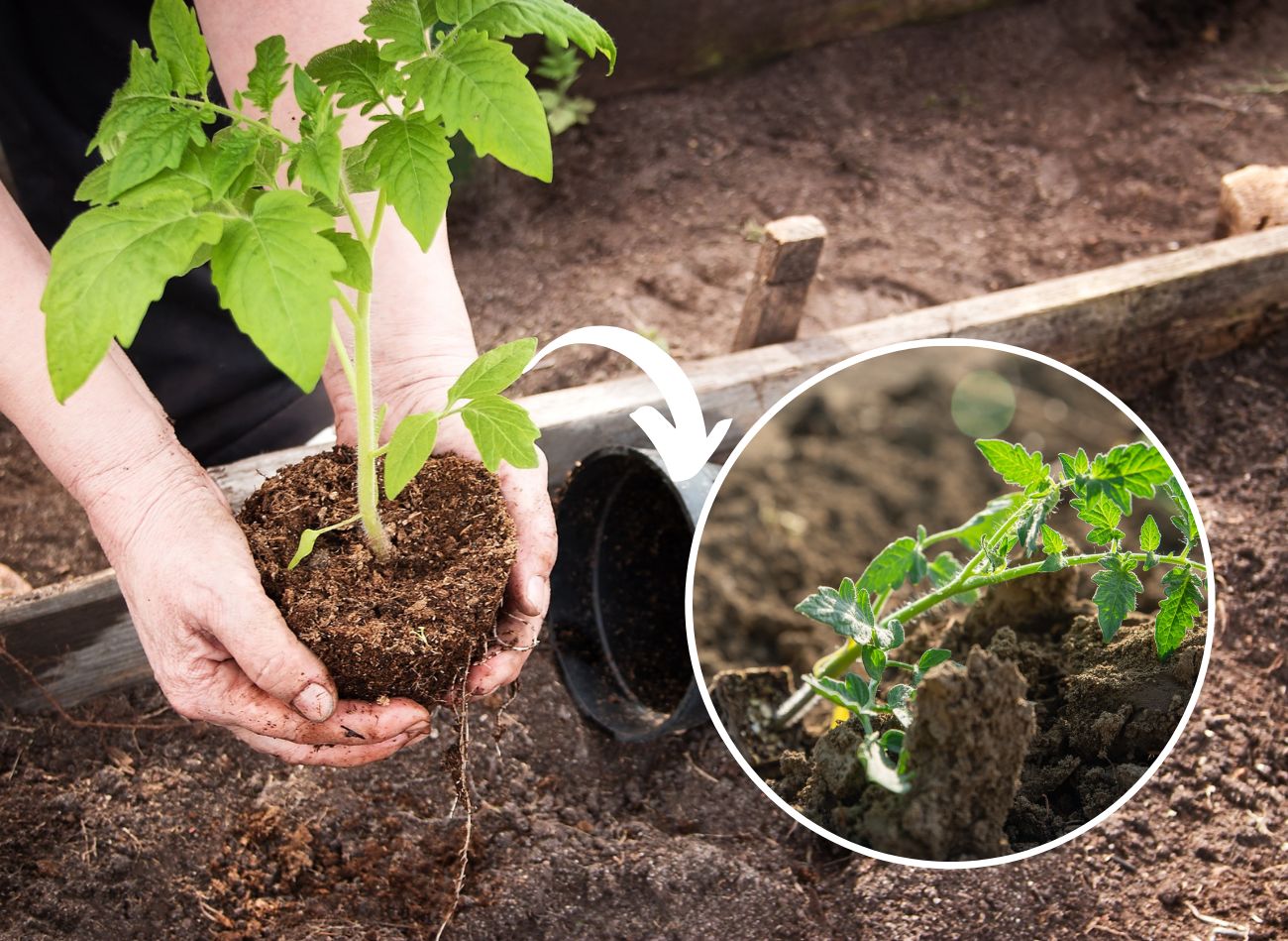 Najlepszy sposób na sadzenie pomidorów. Efekt? Zdrowe i bogate plony ...