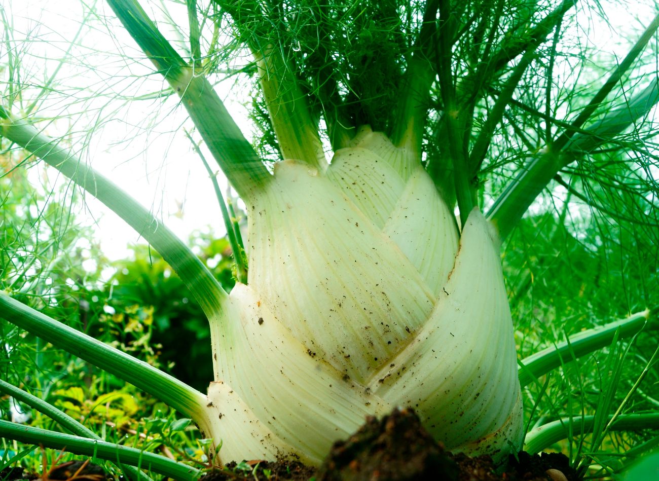 Fenkuł włoski - uprawa, wygląd, wymagania, charakterystyka – uprawa ...