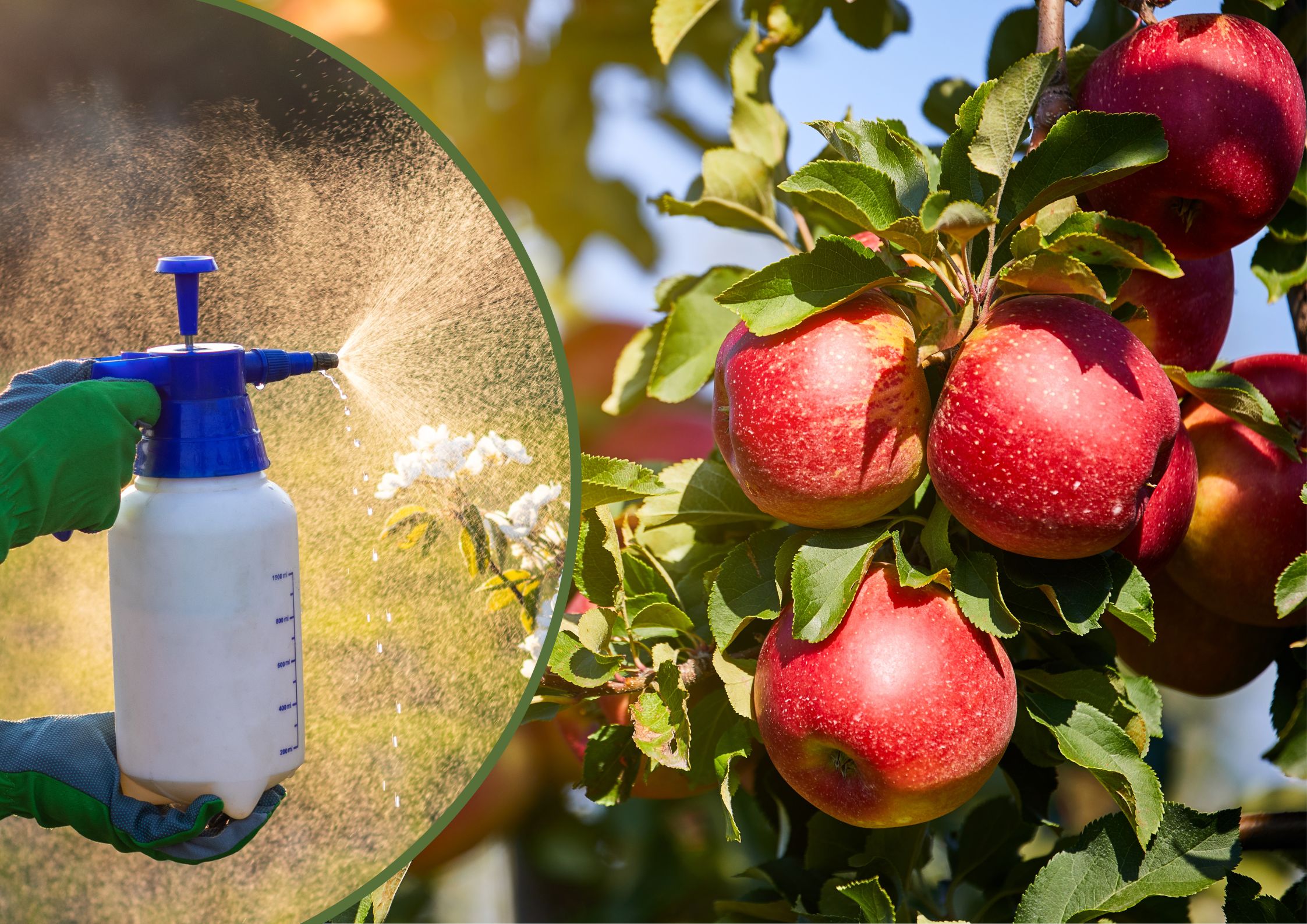 Świętojański opad. Jak powstrzymać opadanie zawiązków z drzew owocowych ...