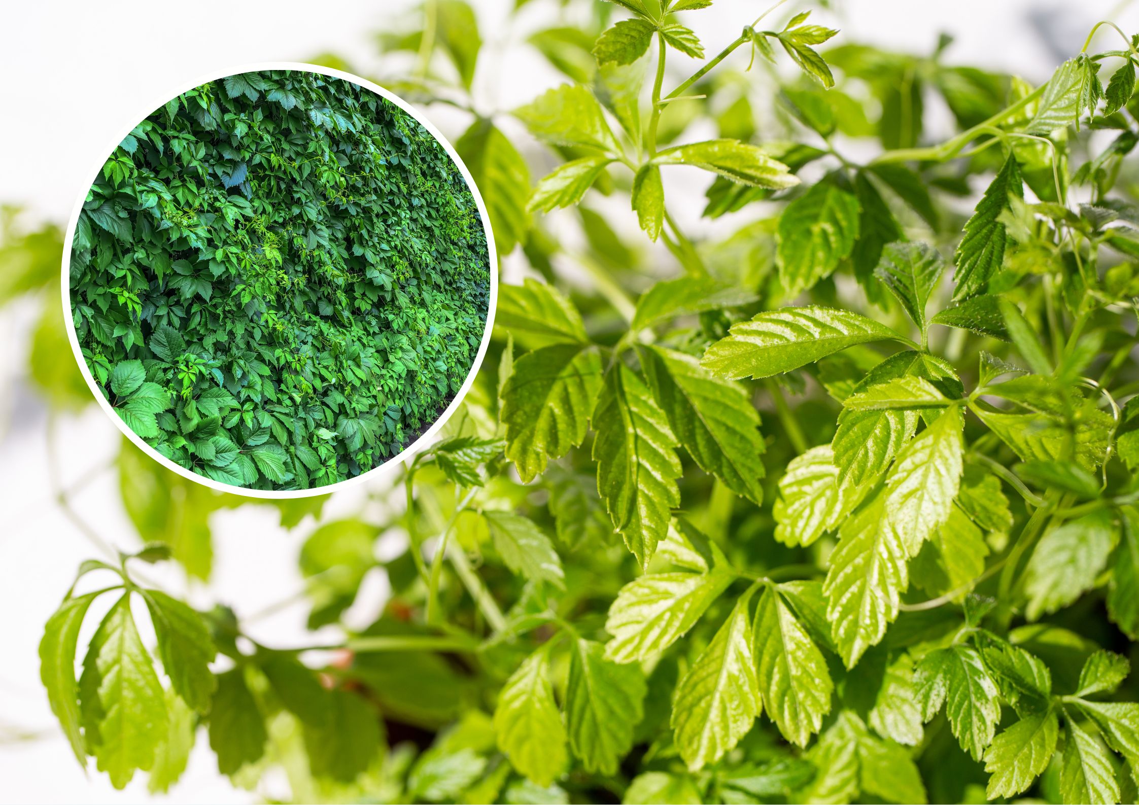 Jiaogulan – ziele długowieczności: uprawa, właściwości, zastosowanie ...