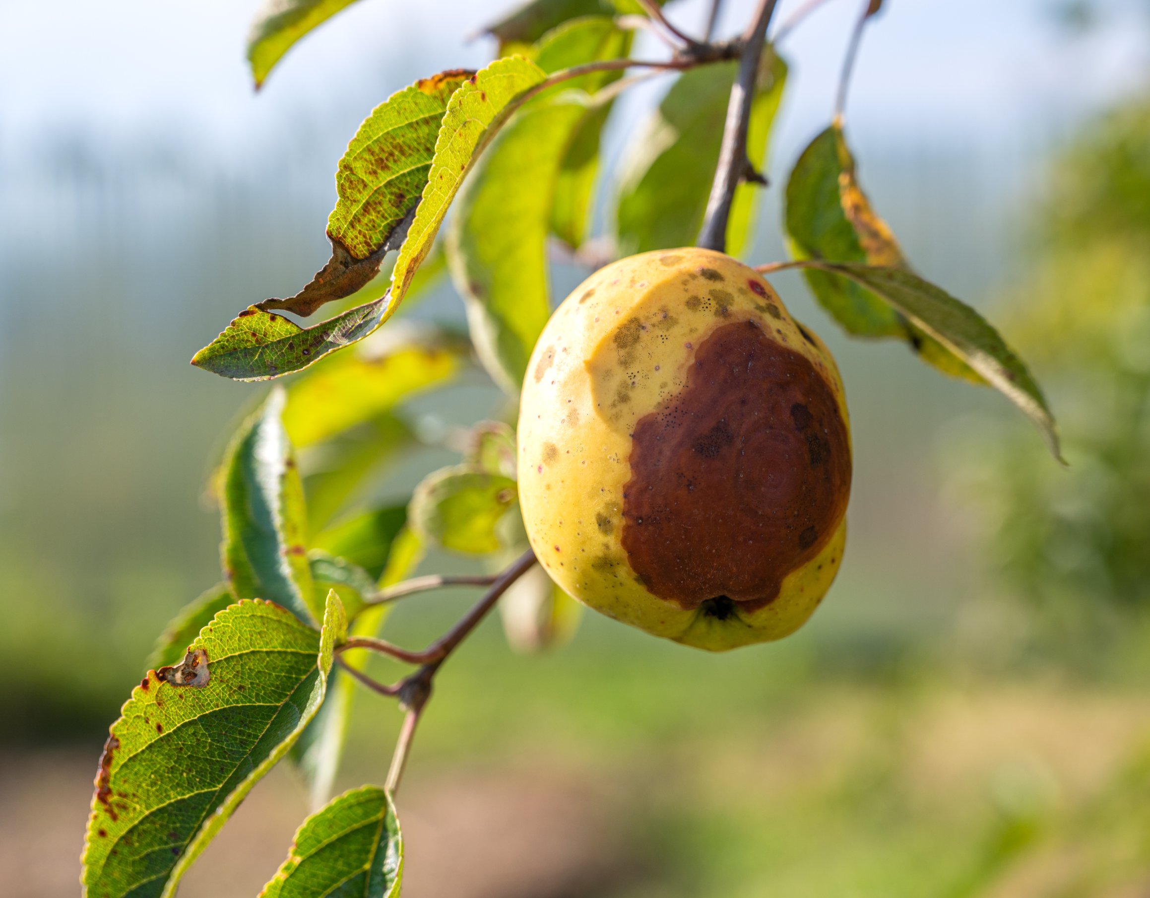 Choroby drzew owocowych — najlepsze metody zwalczania - Deccoria.pl