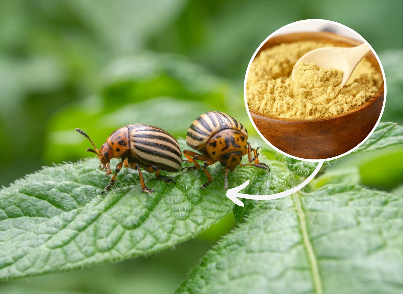 Stonka ziemniaczana w ogrodzie. Naturalne opryski i pułapki na stonkę ...