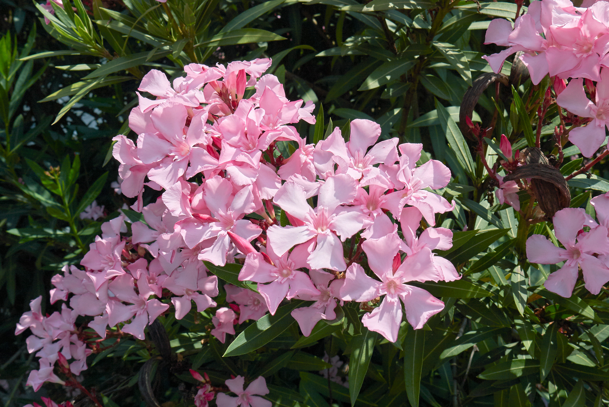 Czas na przycięcie oleandra. Jak to zrobić, by za rok miał więcej ...