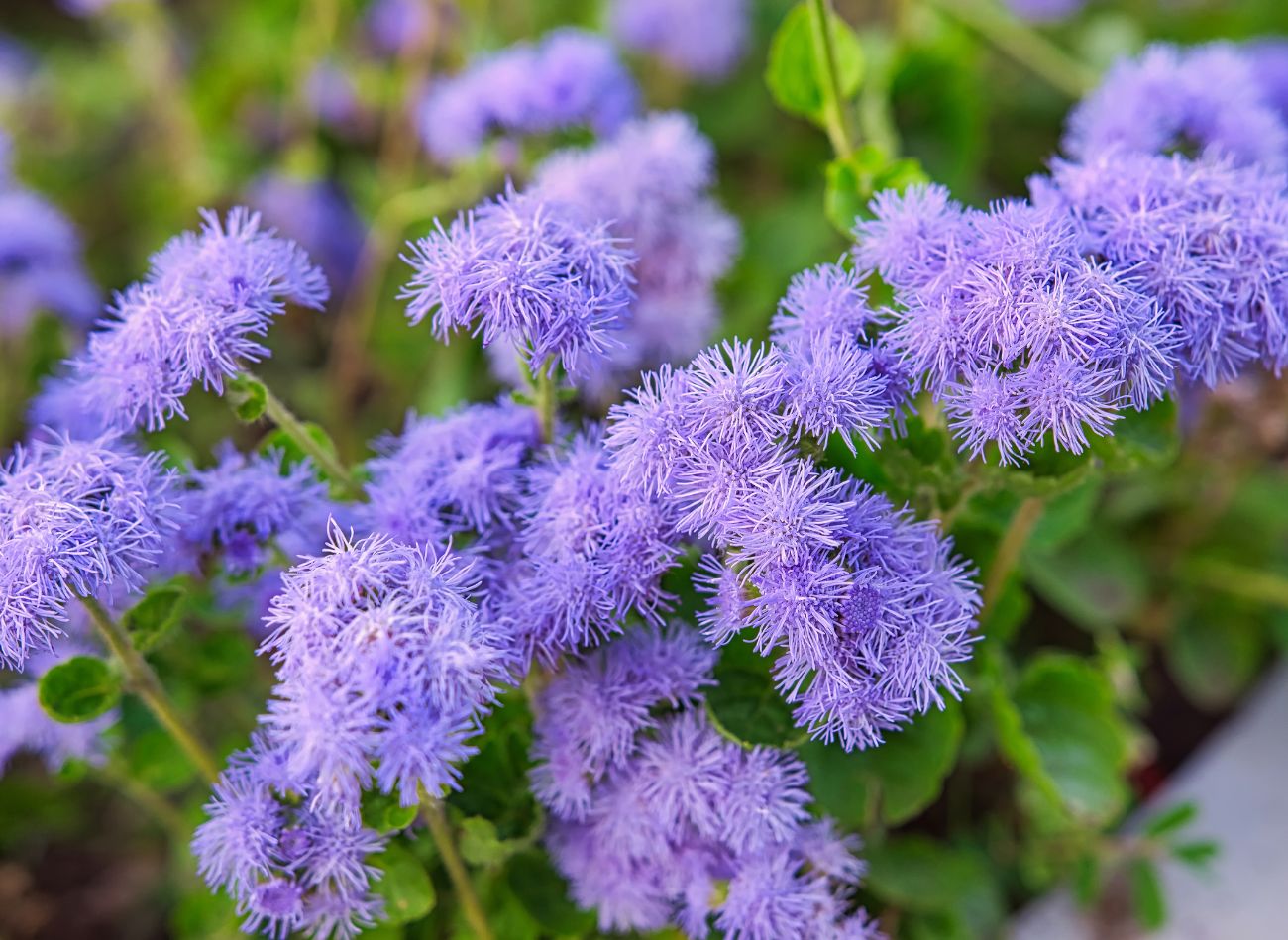Jakie kwiaty wysiać w lutym? Pilnuj ważnego szczegółu - Deccoria.pl