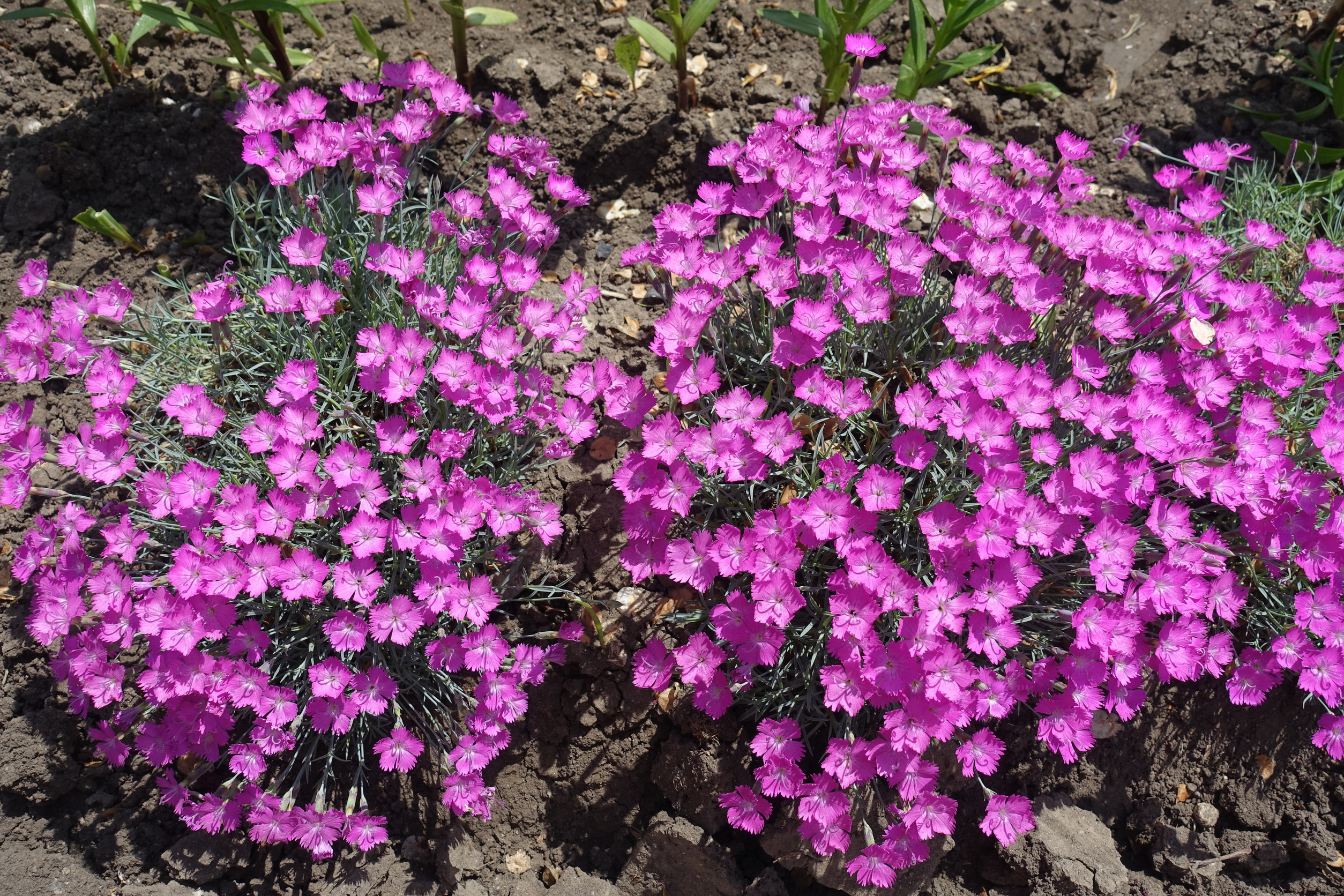 Goździk siny (Dianthus gratianopolitanus) – uprawa, pielęgnacja ...