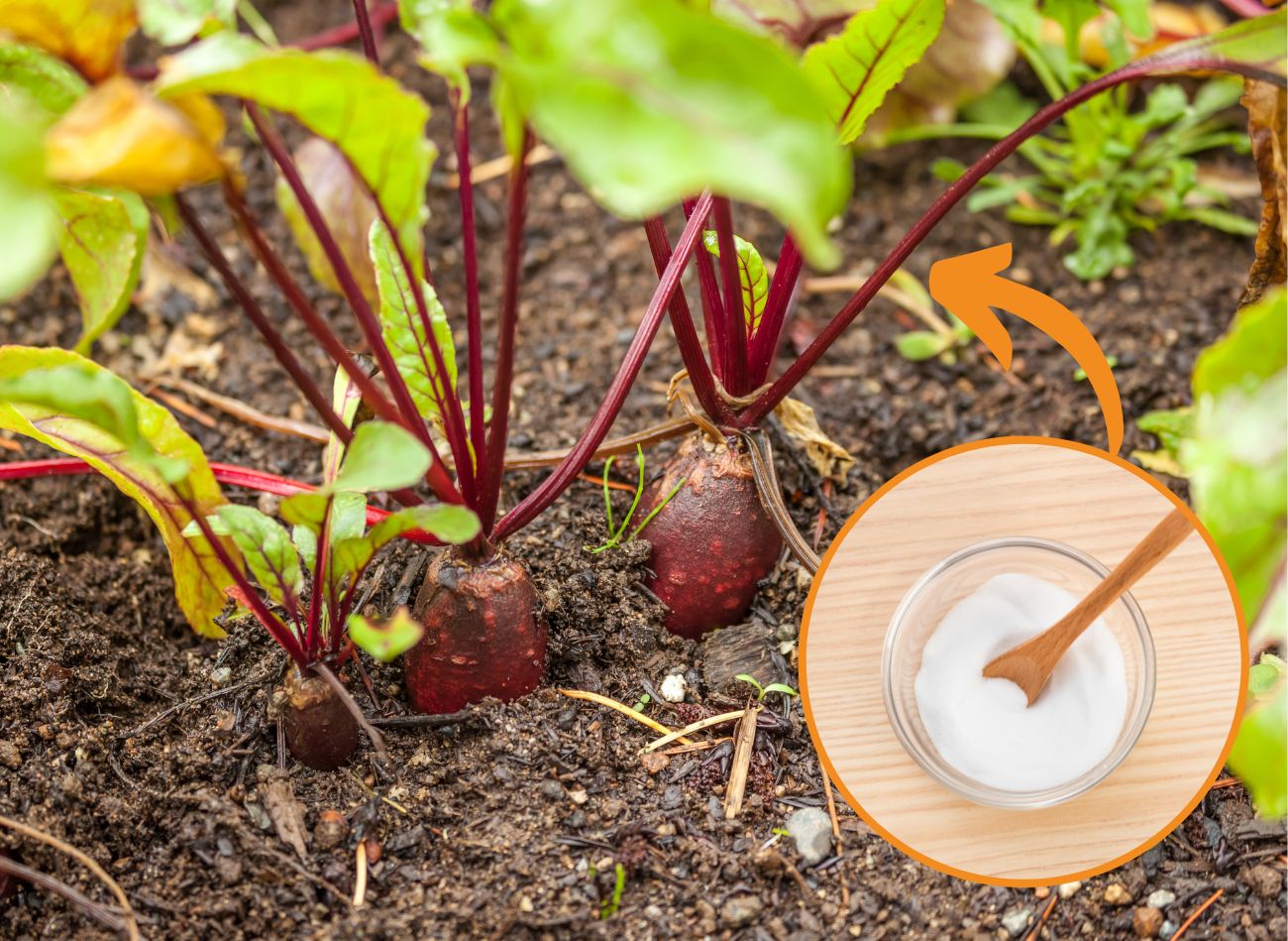 Jak uprawiać buraki, żeby były zdrowe i słodkie. Naturalne nawożenie ...